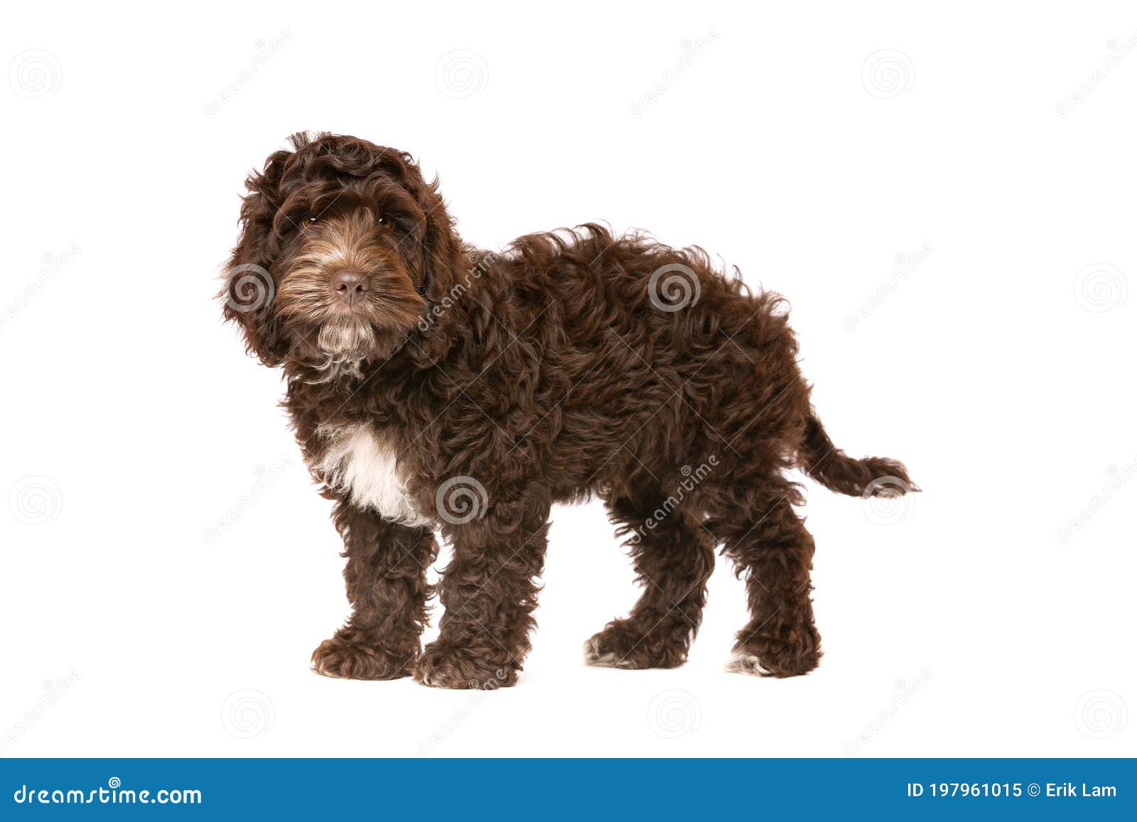 Perro Cachorro Cockapoo De Chocolate Imagen de archivo - Imagen de ...