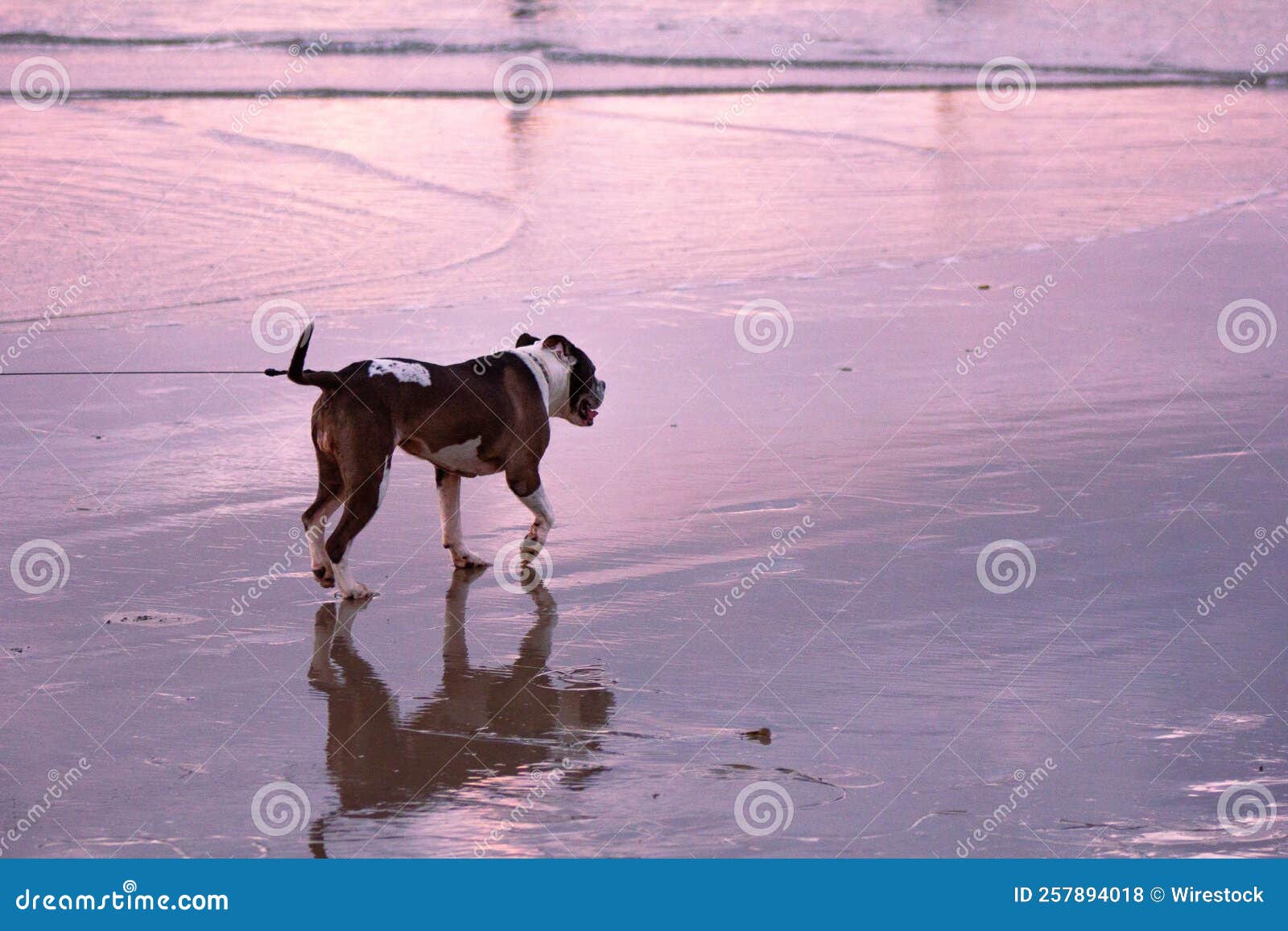 Perro Caminando En La Playa Al Atardecer Foto de archivo - Imagen de ...