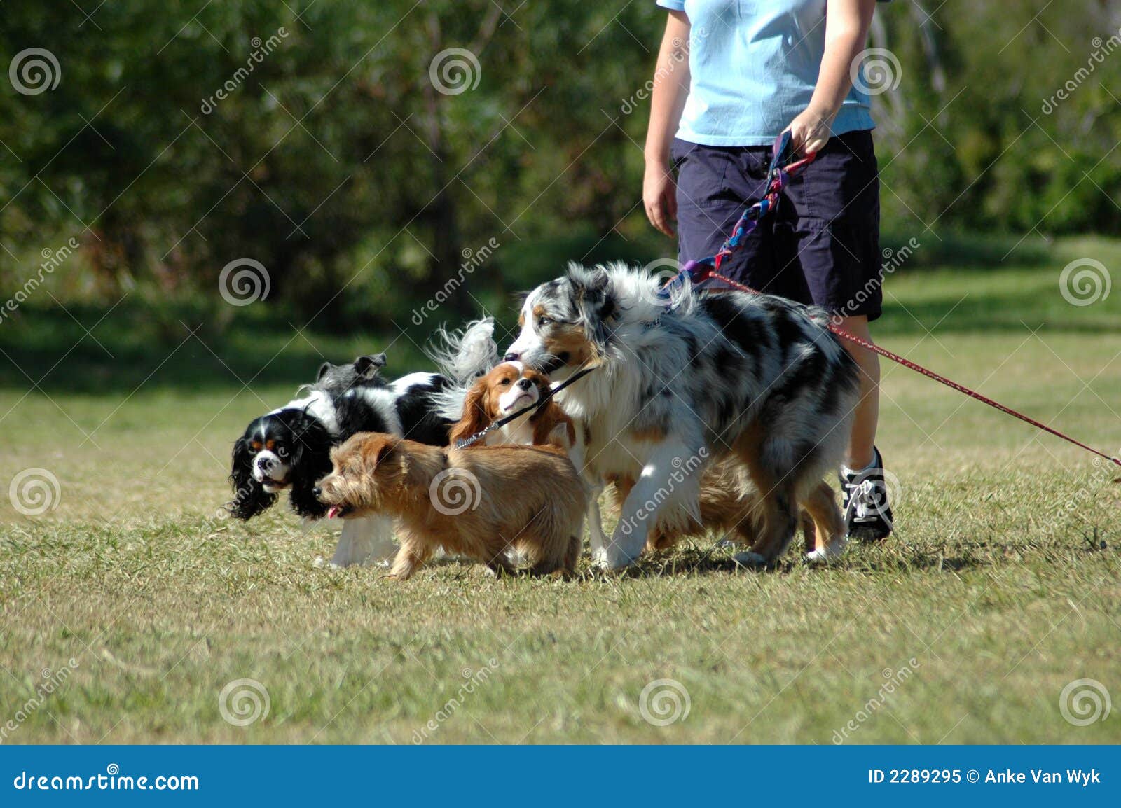 Perro-canguro En El Trabajo Imagen de archivo - Imagen de profesional ...