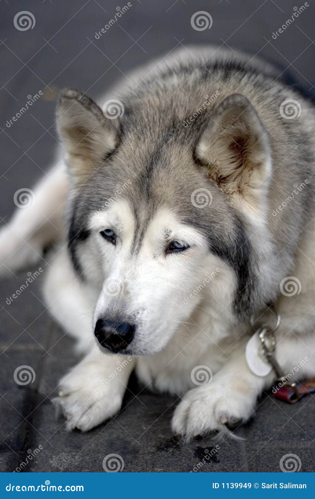 Perro cansado imagen de archivo. Imagen de bichos, mascota - 1139949