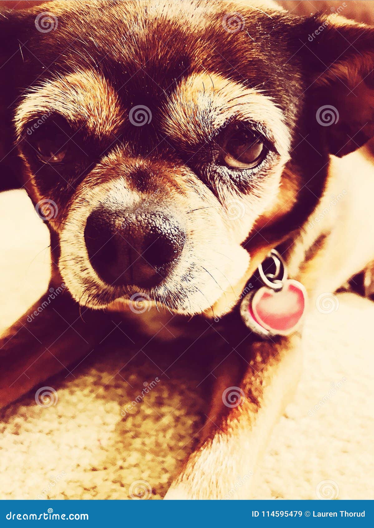 Perro cansado imagen de archivo. Imagen de doméstico - 114595479