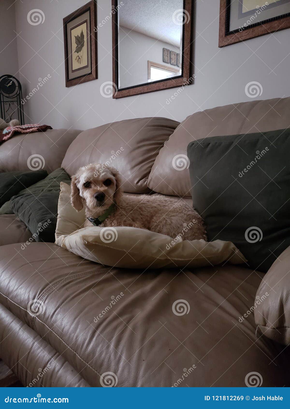 Perro cansado imagen de archivo. Imagen de mentira, almohadilla - 121812269