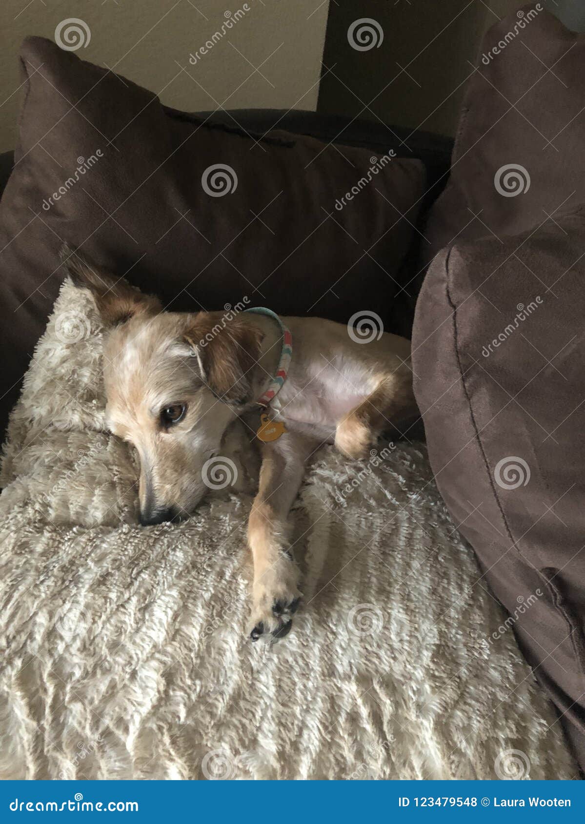 Perro cansado foto de archivo. Imagen de perro, perritos - 123479548