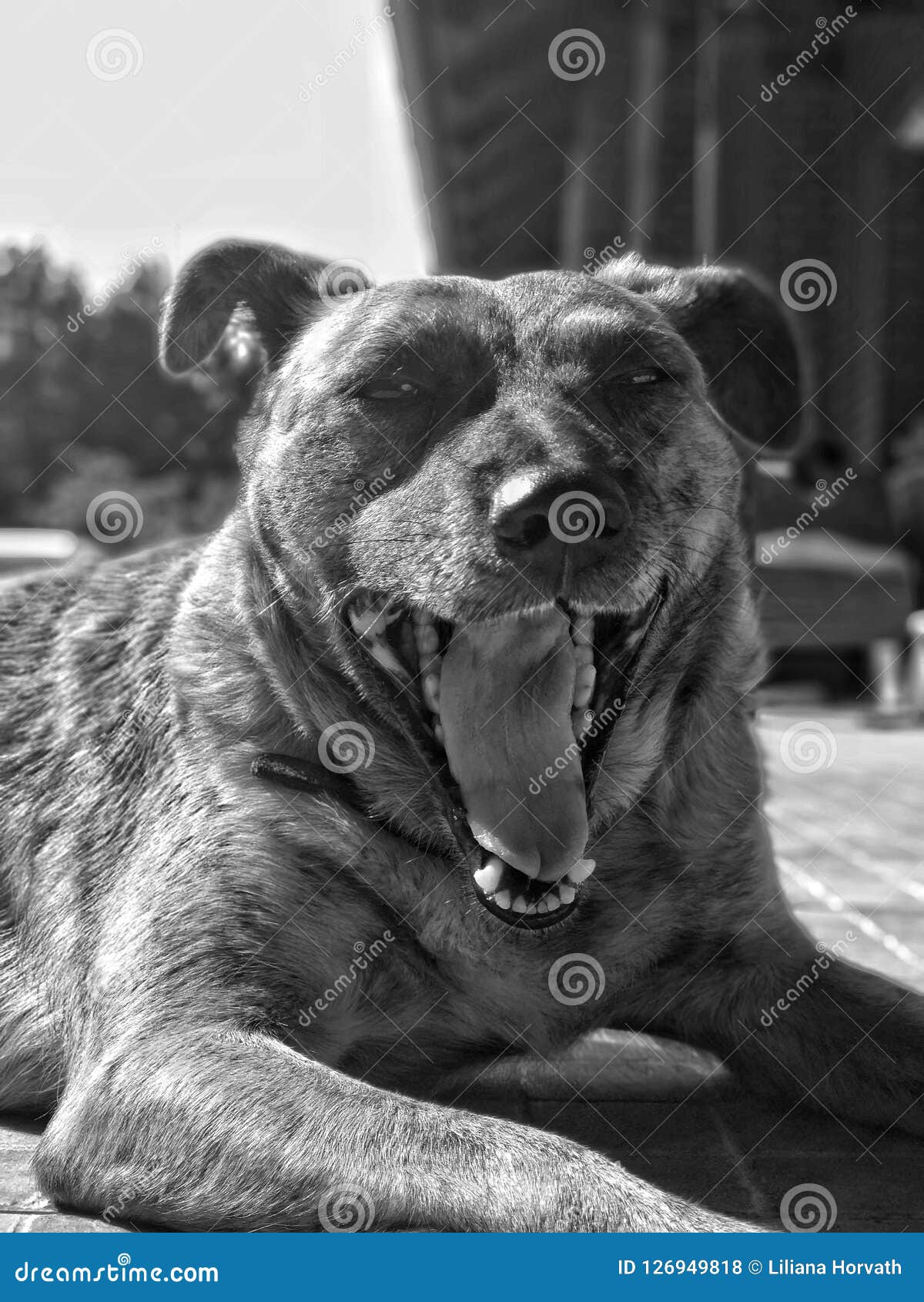 Perro cansado foto de archivo. Imagen de cansado, animal - 126949818