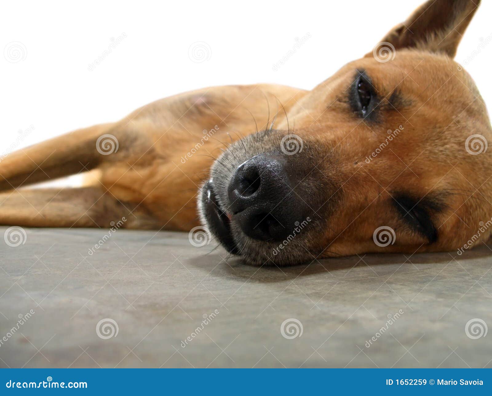 Perro cansado imagen de archivo. Imagen de nariz, blanco - 1652259