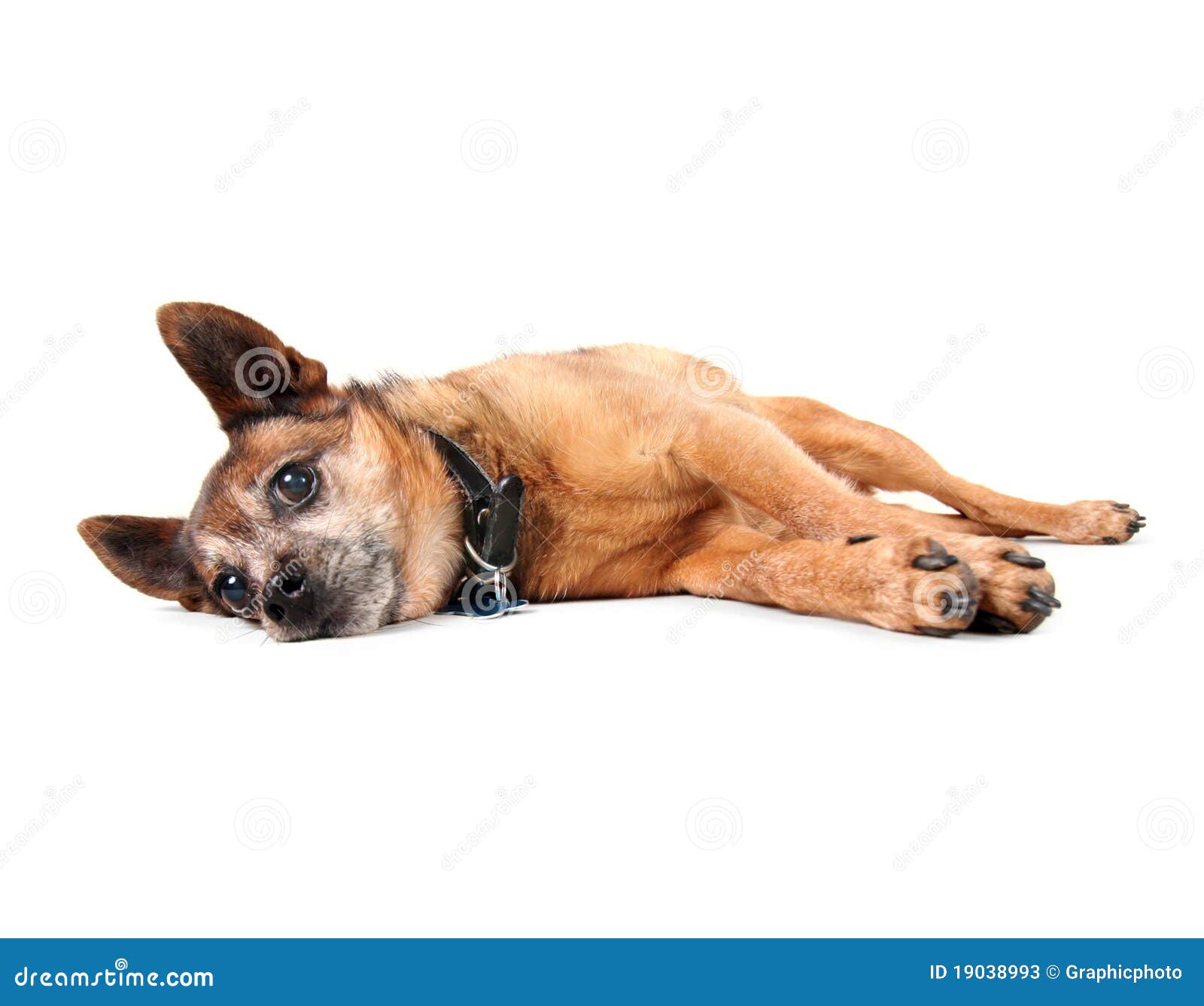 Perro cansado imagen de archivo. Imagen de narciso, casta - 19038993