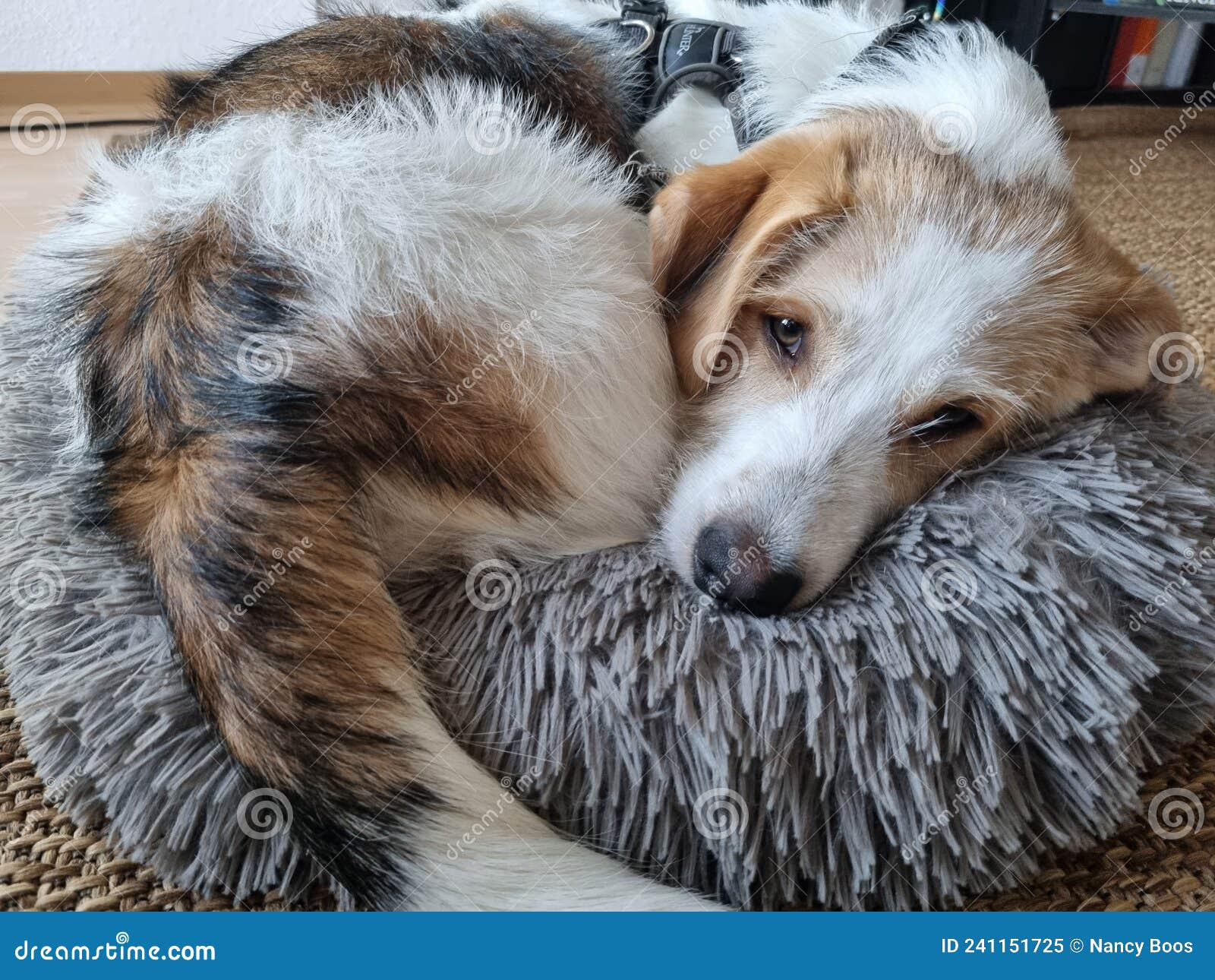 Perro cansado imagen de archivo. Imagen de perrito, animal - 241151725