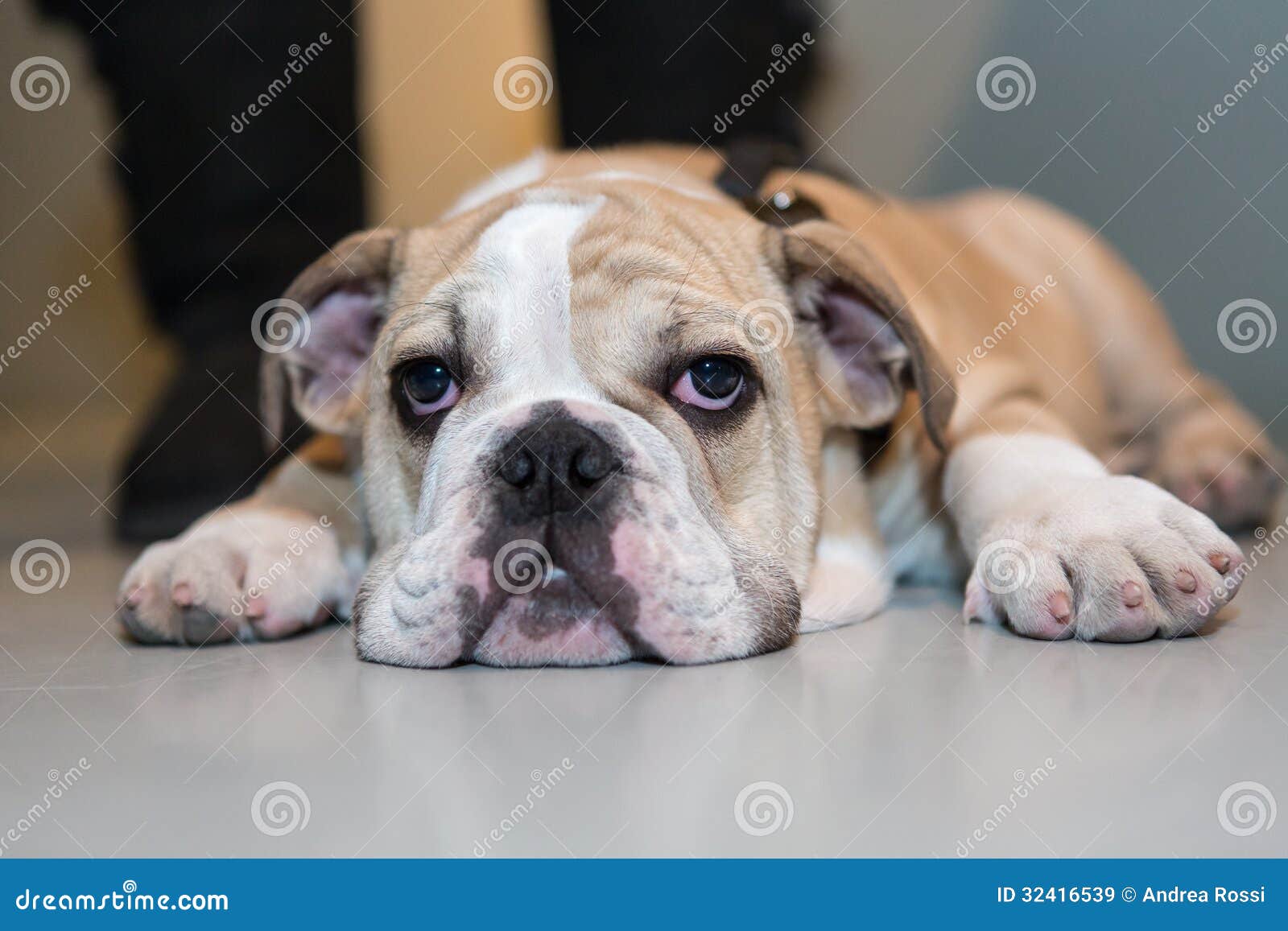 Perro cansado imagen de archivo. Imagen de tranquilidad - 32416539