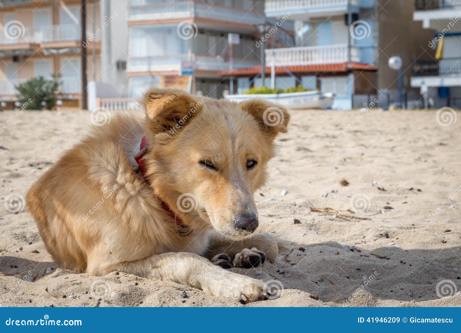 Perro cansado imagen de archivo. Imagen de canino, cuidado - 41946209