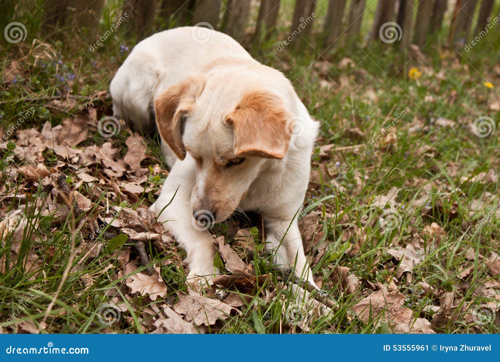 Perro cansado imagen de archivo. Imagen de exterior, respire - 53555961