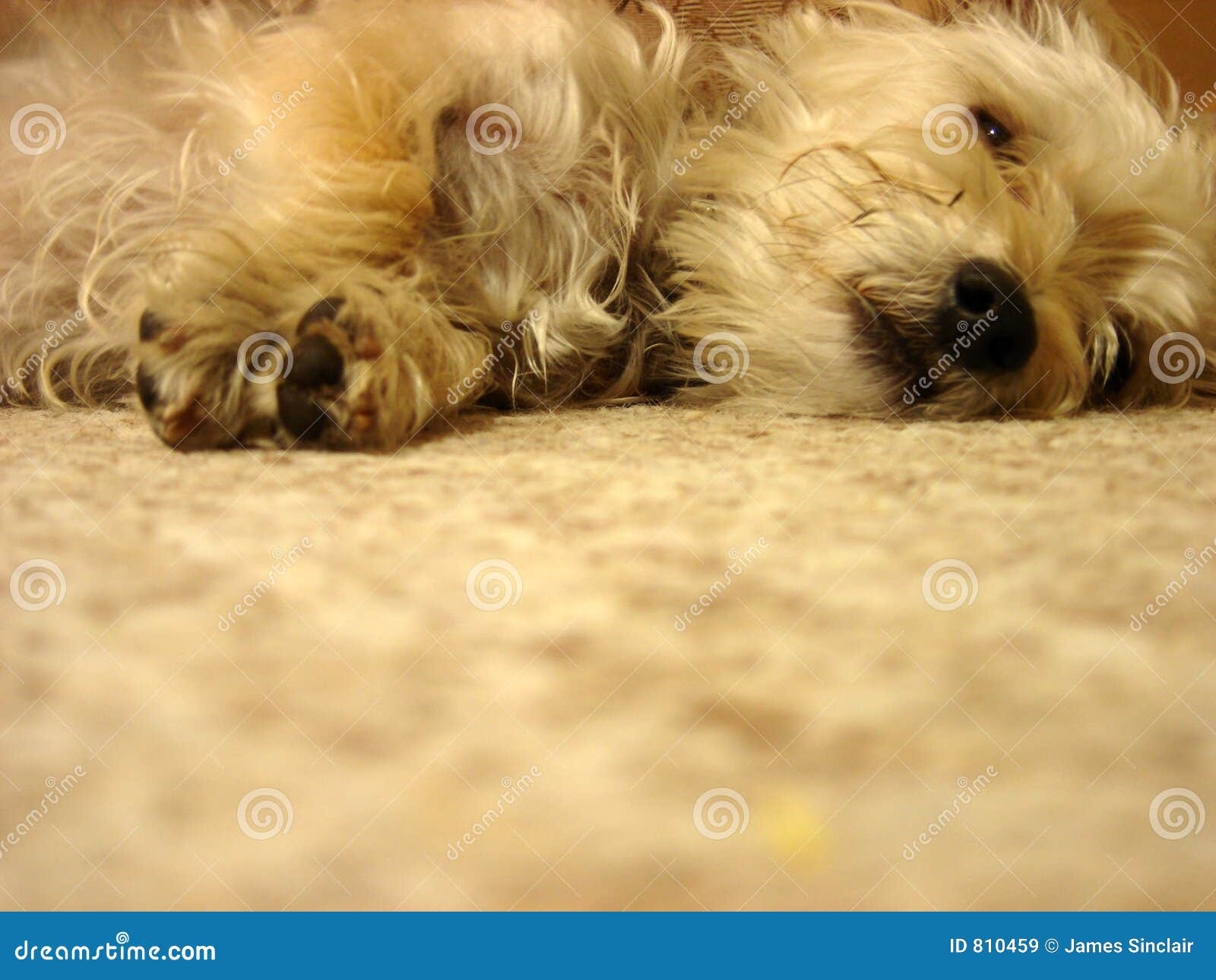 Perro cansado imagen de archivo. Imagen de feliz, perro - 810459