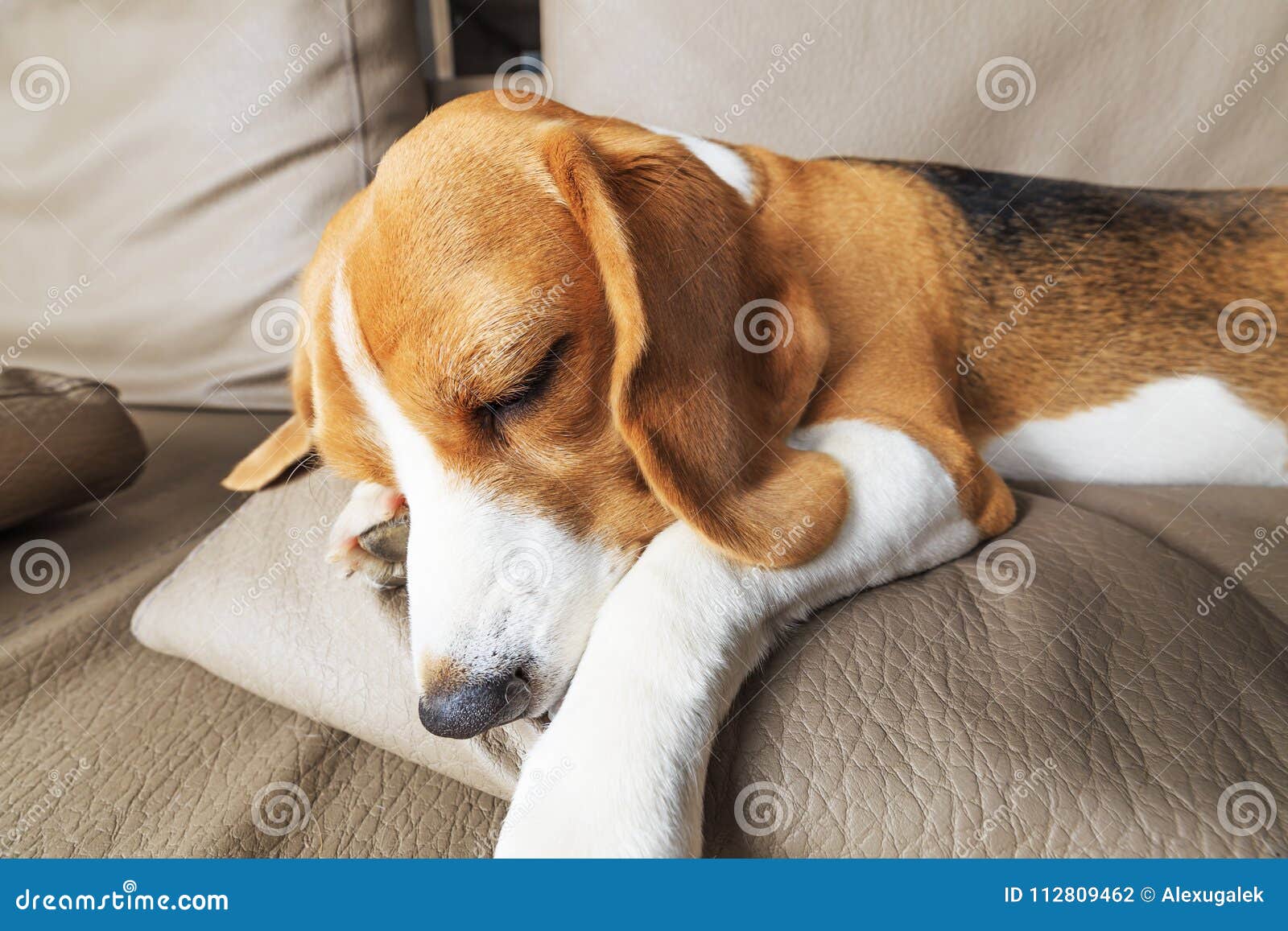 Perro cansado del beagle foto de archivo. Imagen de perrito - 112809462