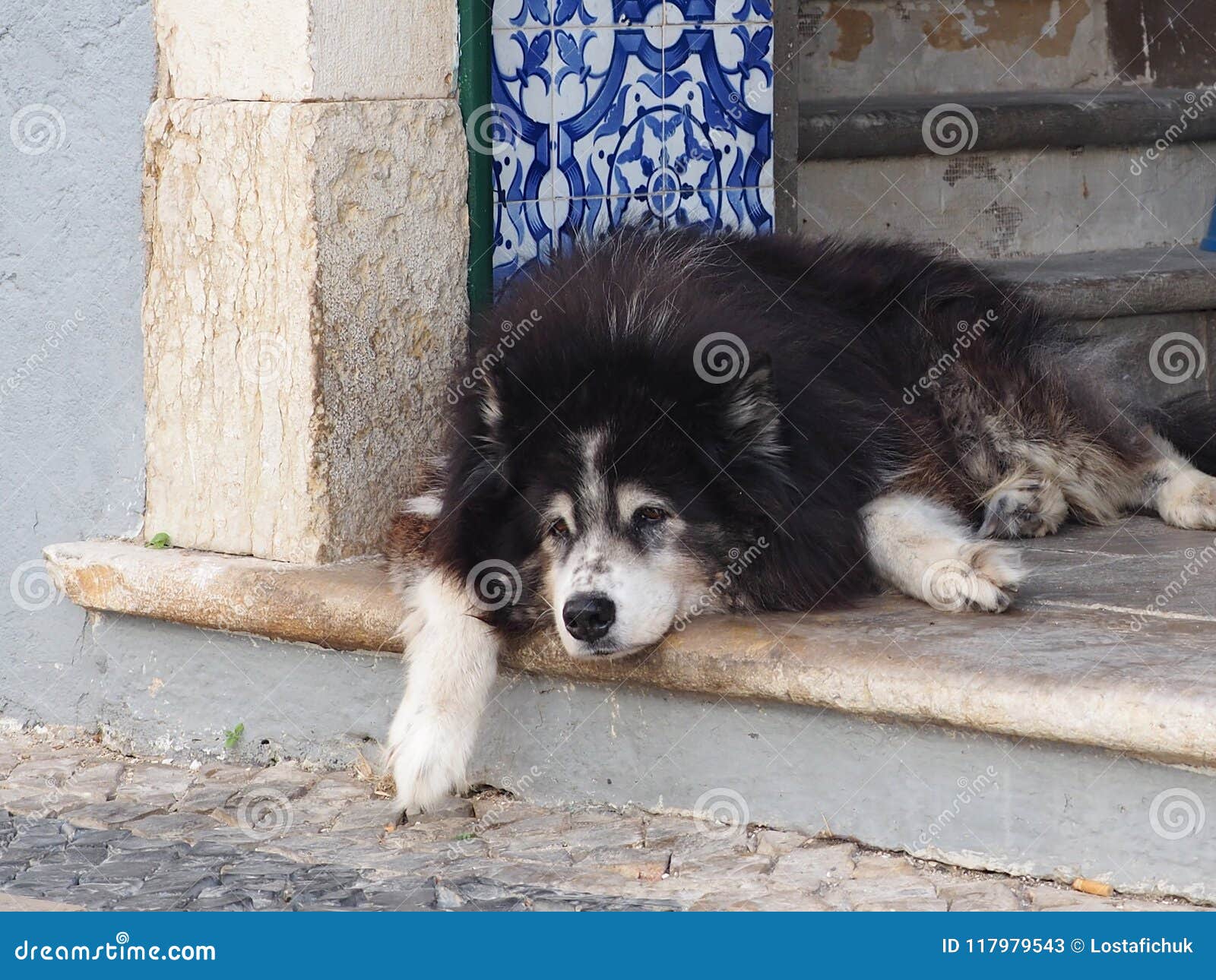 Perro Cansado Que Descansa En Entrada Imagen de archivo - Imagen de ...