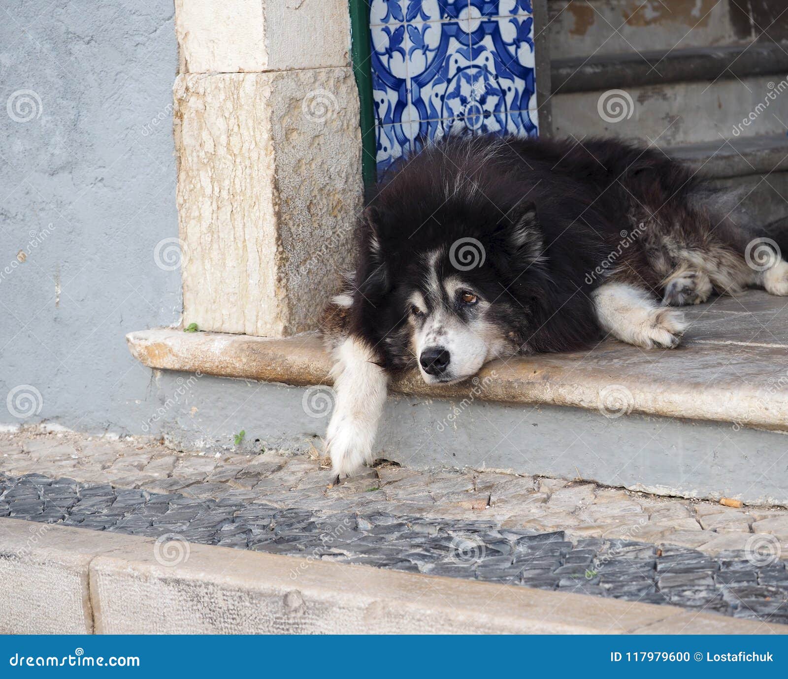 Perro Cansado Que Descansa En Entrada Foto de archivo - Imagen de ...