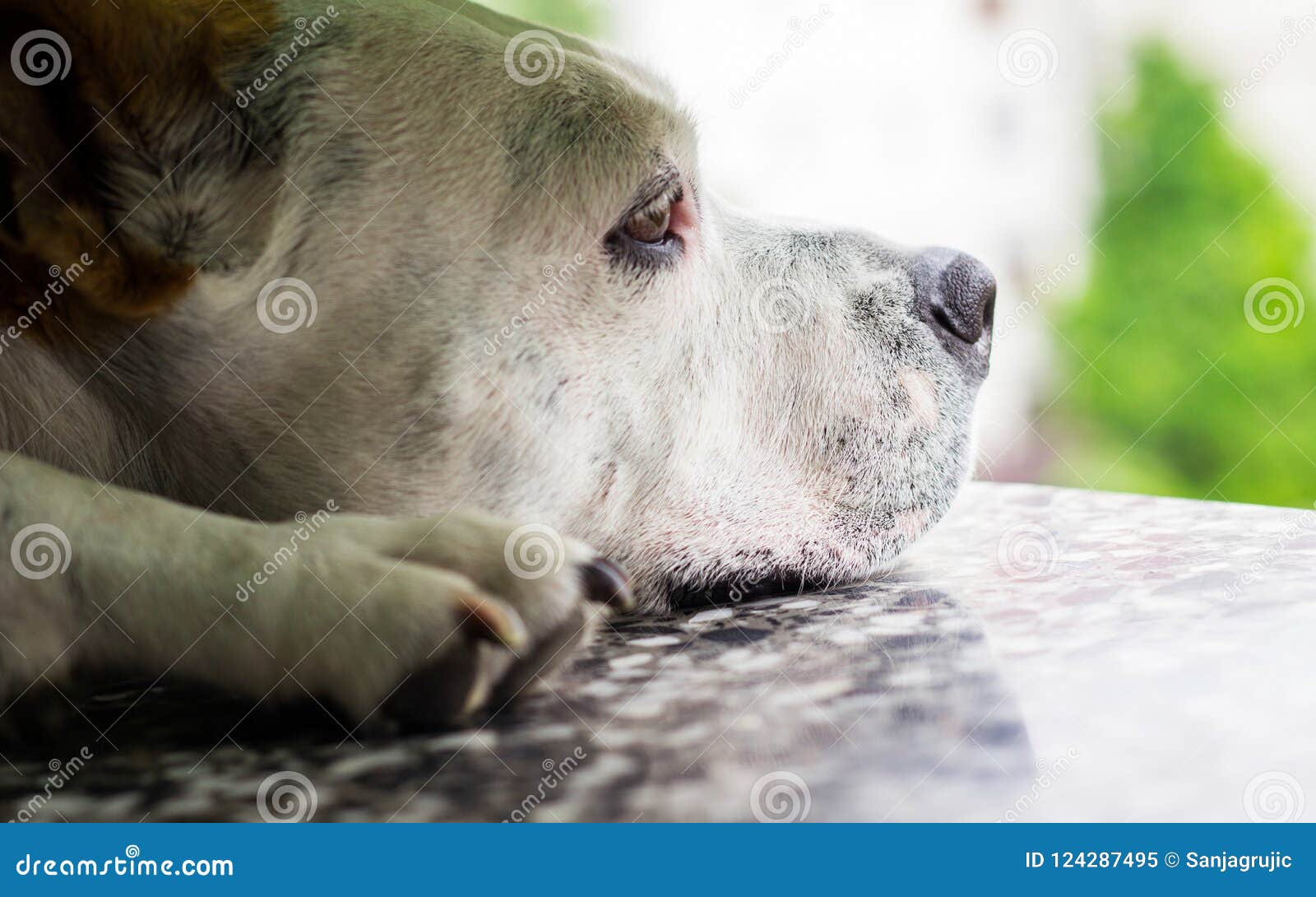 Perro Cansado Que Descansa Sobre El Piso Imagen de archivo - Imagen de ...