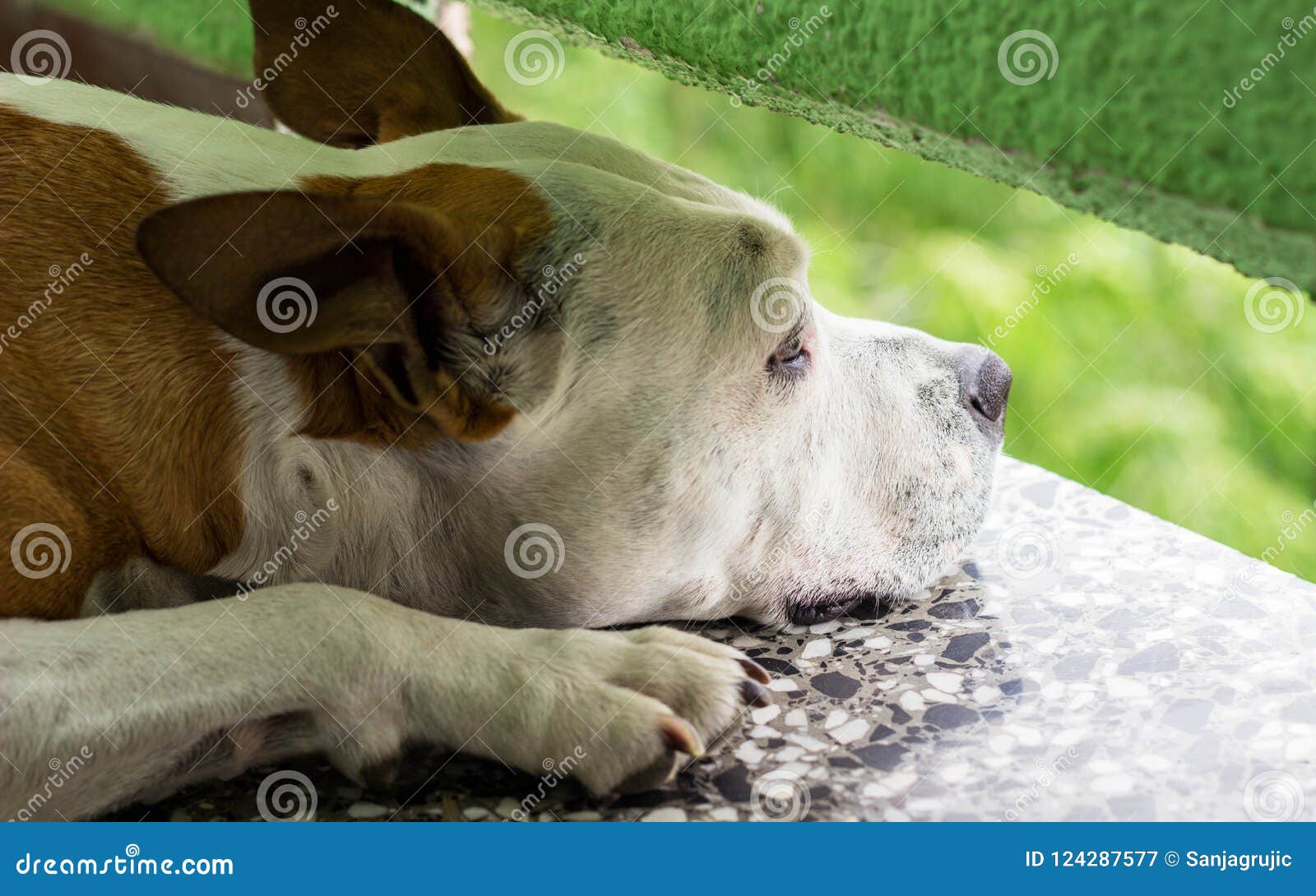 Perro Cansado Que Descansa Sobre El Piso Imagen de archivo - Imagen de ...
