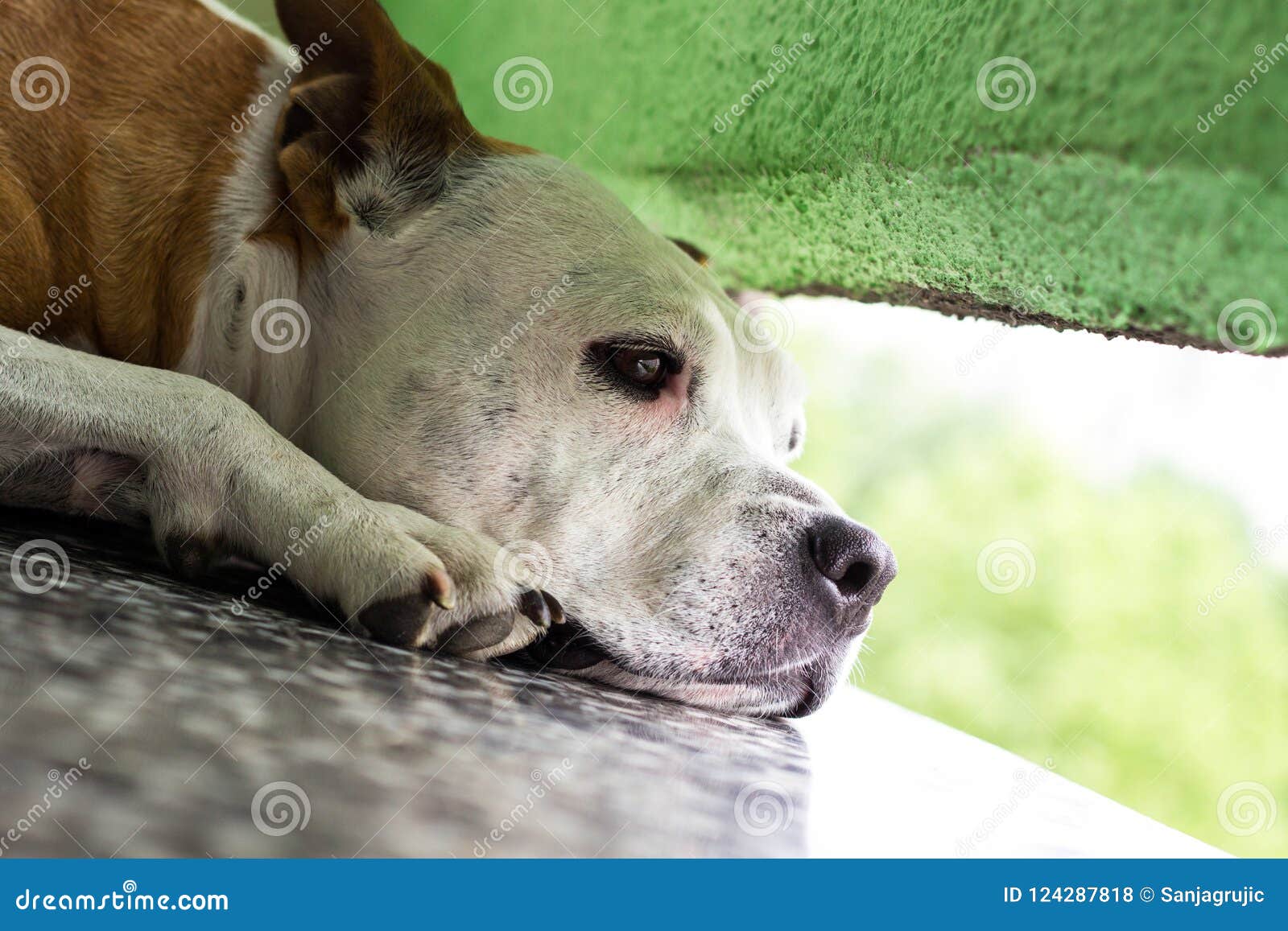 Perro Cansado Que Descansa Sobre El Piso Foto de archivo - Imagen de ...