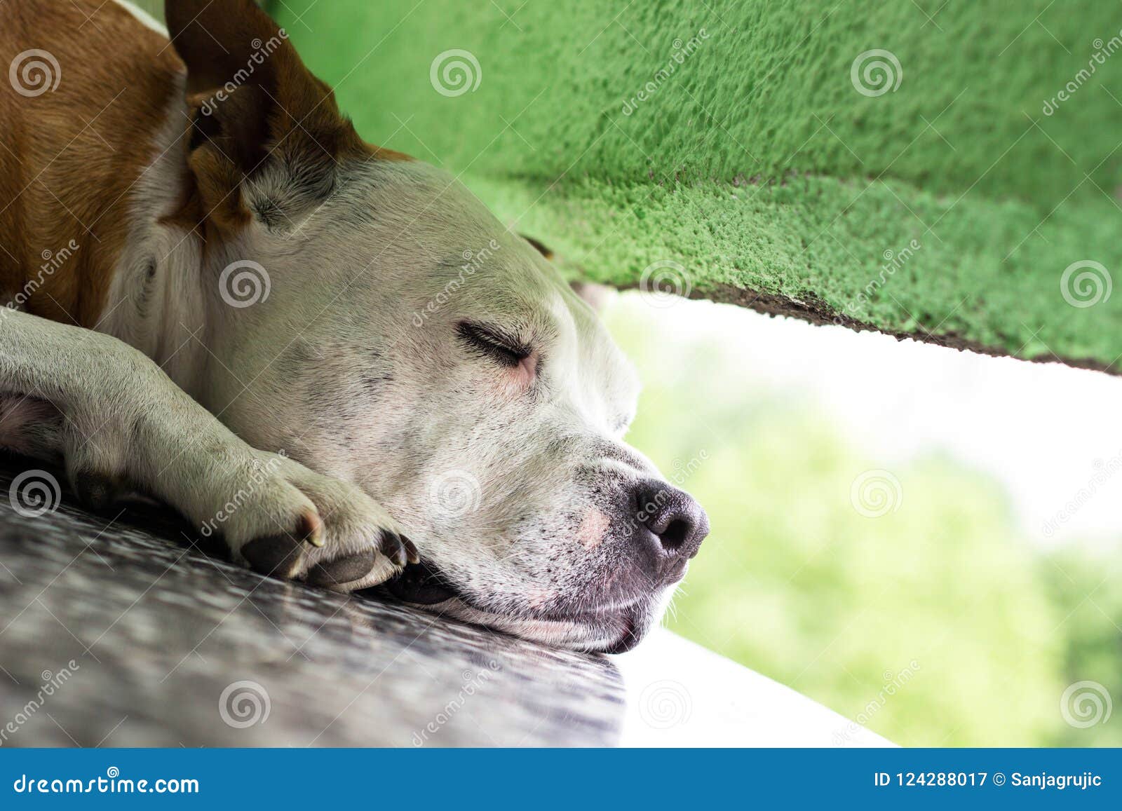 Perro Cansado Que Descansa Sobre El Piso Imagen de archivo - Imagen de ...