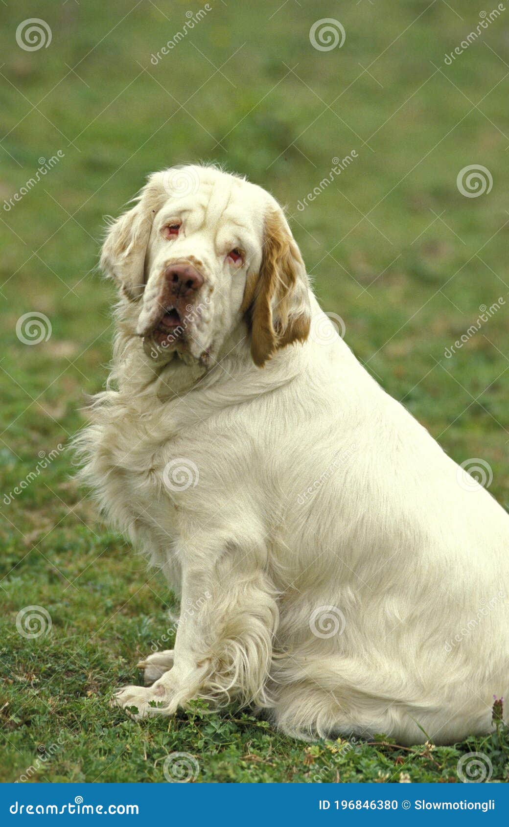 Perro Castellano Sentado En La Hierba Foto de archivo - Imagen de ...