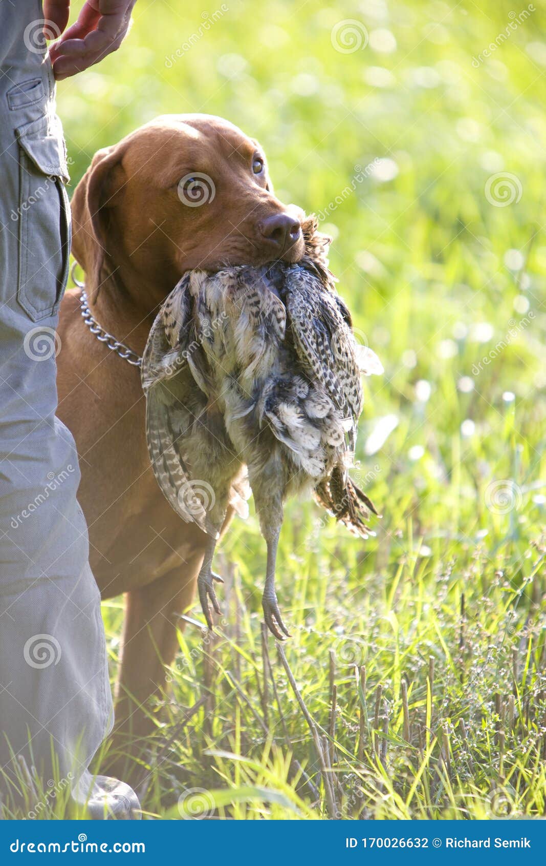 Perro Cazador Con Una Captura Foto de archivo - Imagen de doméstico ...