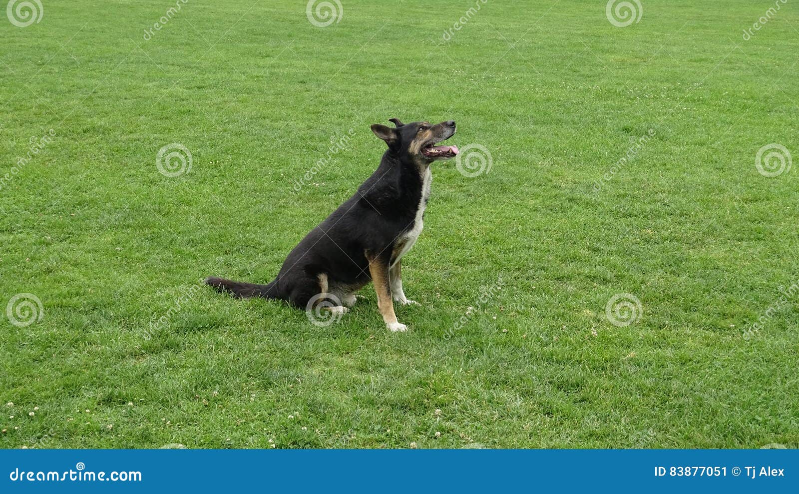 Perro chileno imagen de archivo. Imagen de animal, cubo - 83877051