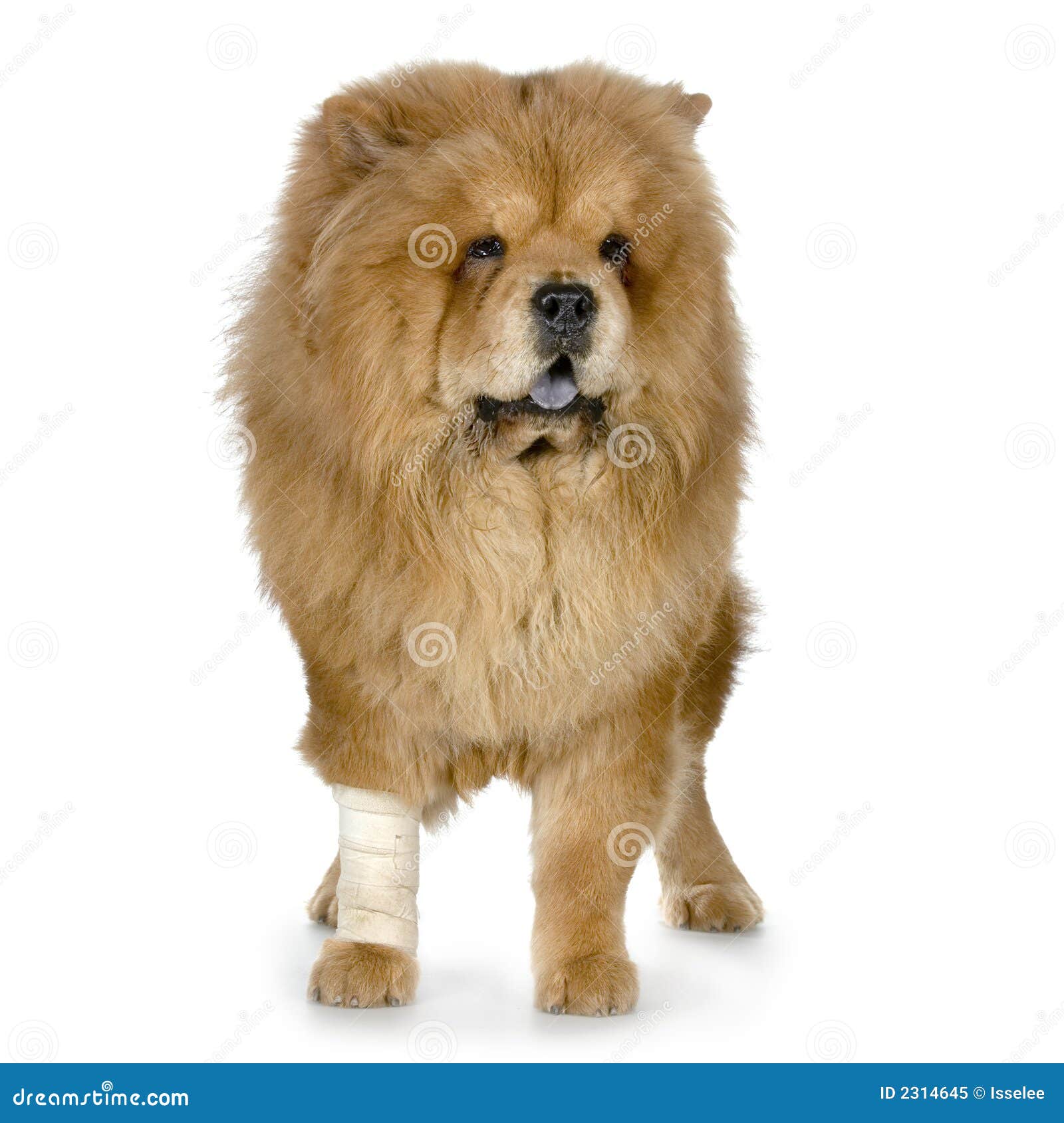 Perro chino de perro chino imagen de archivo. Imagen de animales - 2314645