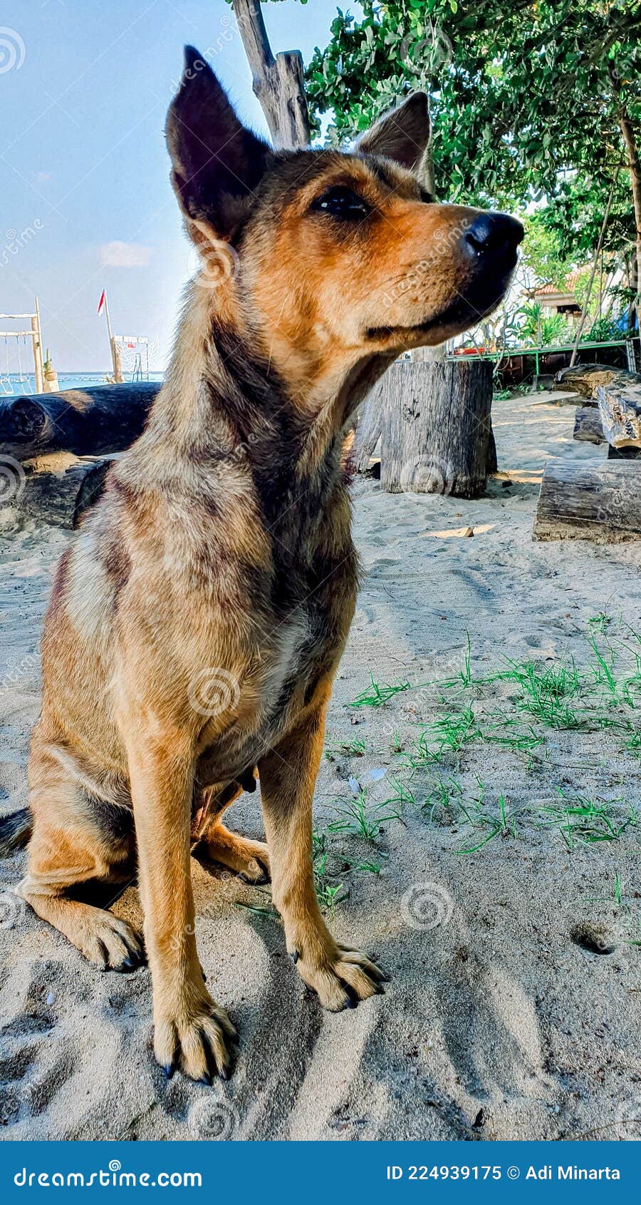 Perro coco imagen de archivo. Imagen de perro, playa - 224939175