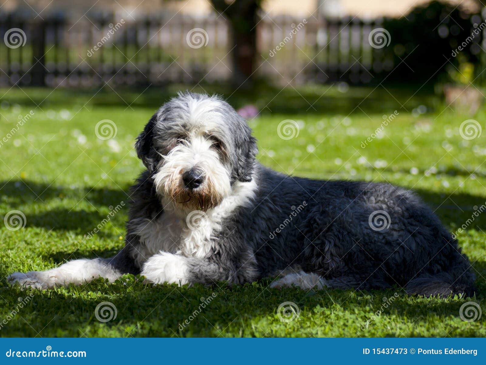 Perro, collie barbudo imagen de archivo. Imagen de verde - 15437473