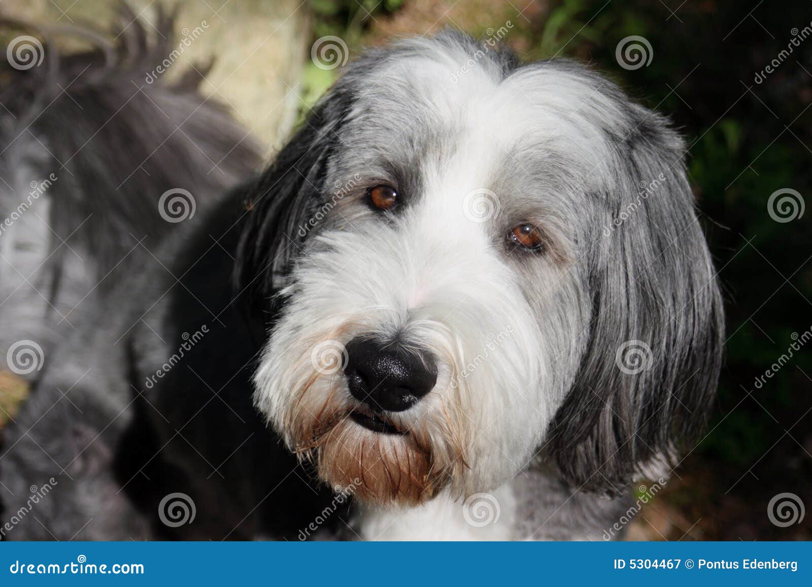 Perro, collie barbudo imagen de archivo. Imagen de piel - 5304467