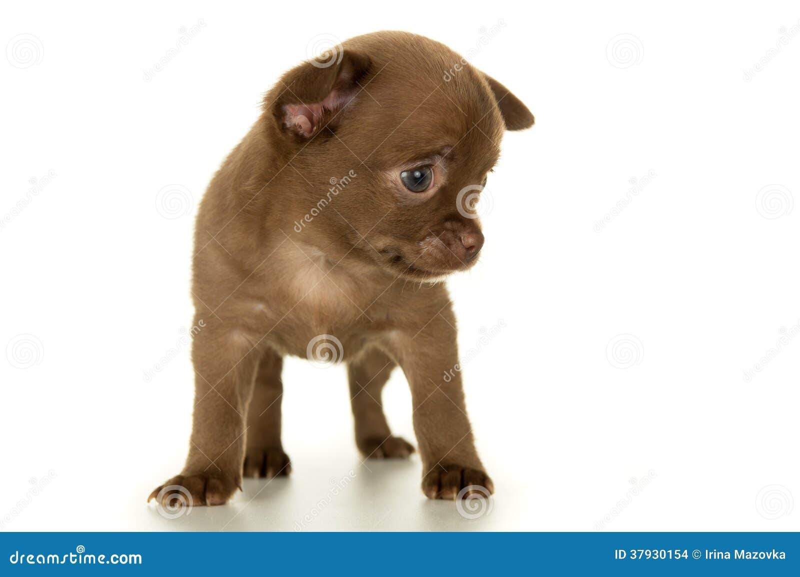 Perro, Color Marrón Del Perrito Foto de archivo - Imagen de purebred ...