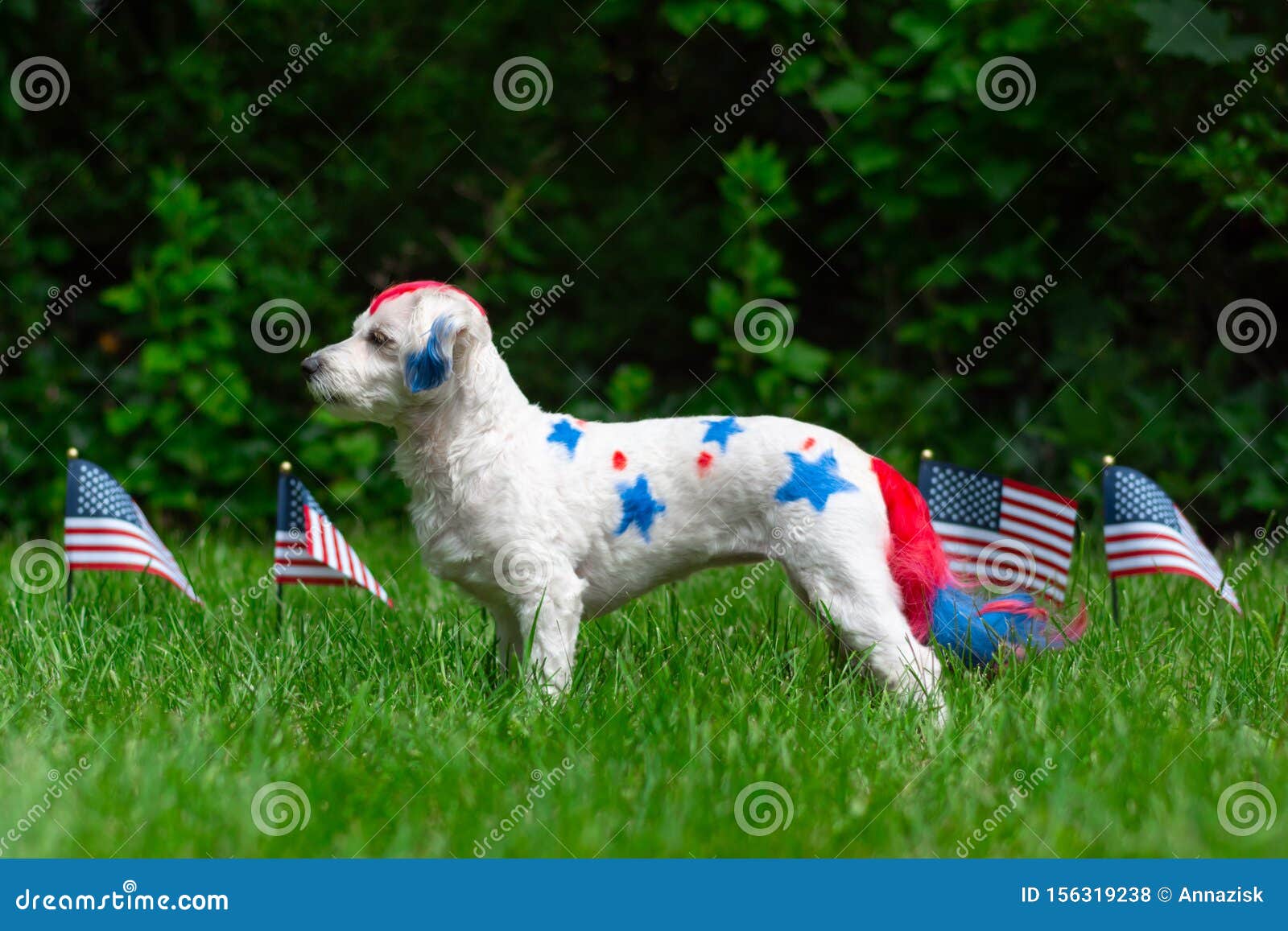 Perro Colorido De Pie Con Banderas Americanas Foto de archivo - Imagen ...