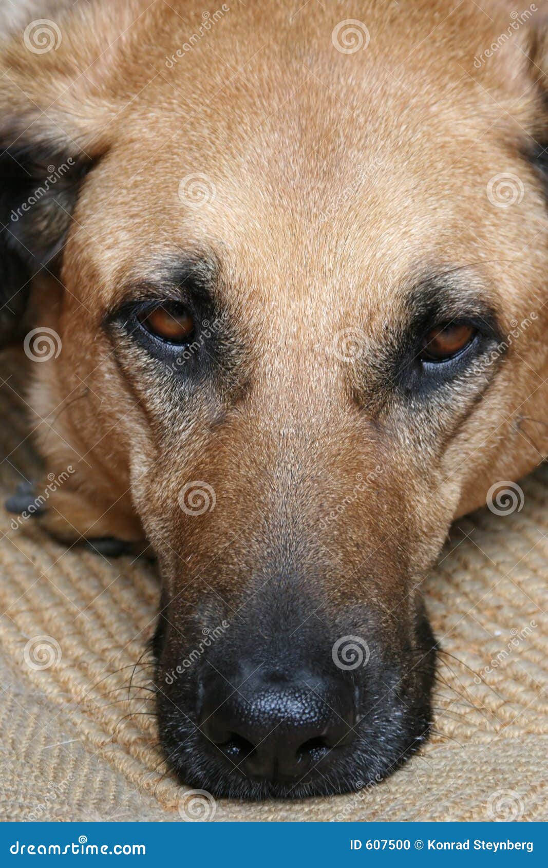 Perro Común 2 Imagen. Imagen: 607500