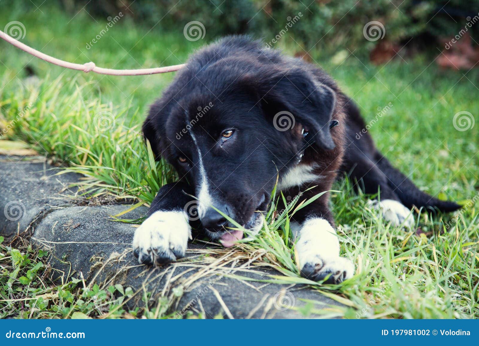 Perro Comiendo Pasto En El Parque Foto de archivo - Imagen de sano ...