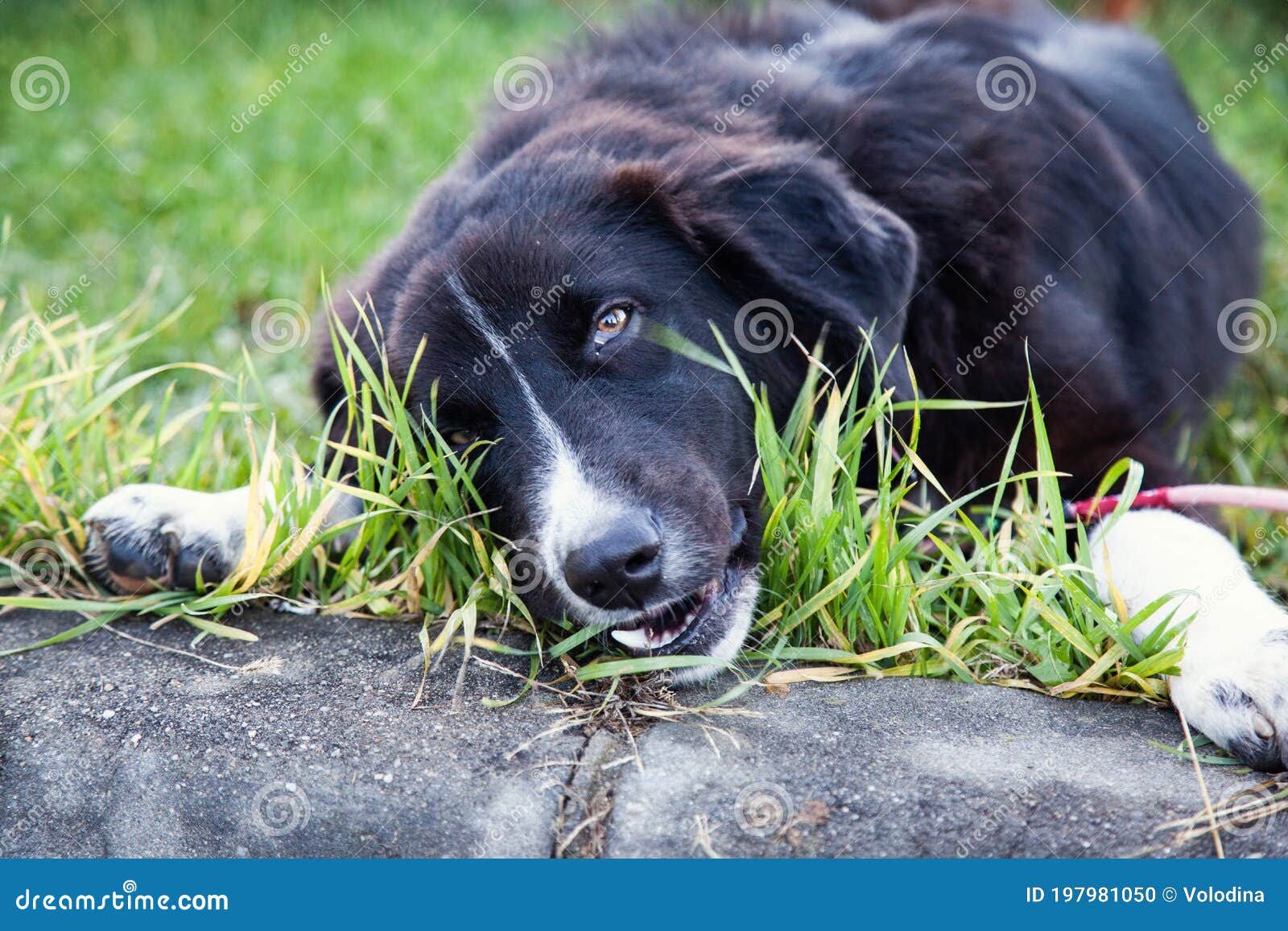 Perro Comiendo Pasto En El Parque Foto de archivo - Imagen de doméstico ...