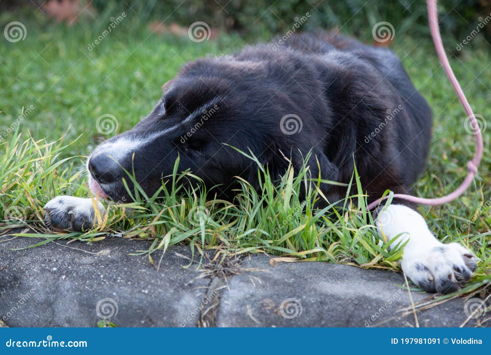 Perro Comiendo Pasto En El Parque Imagen de archivo - Imagen de parque ...