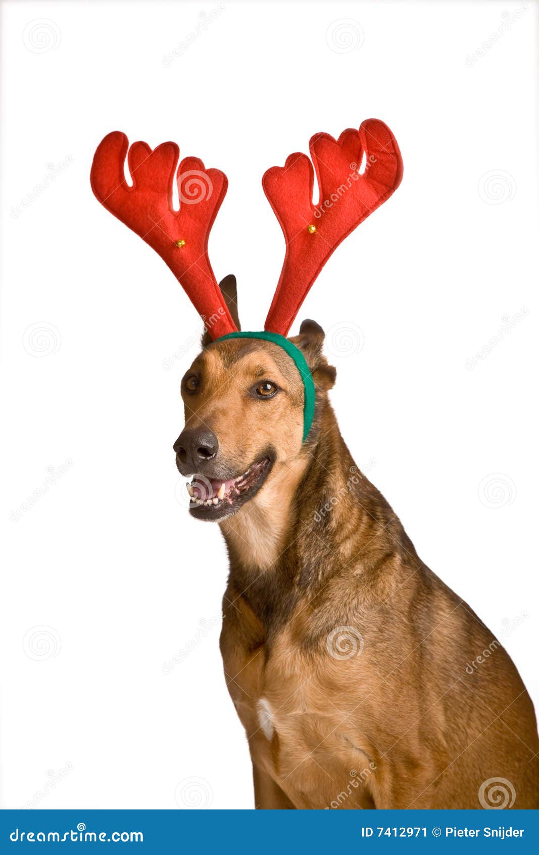 Perro Como Rudolf El Reno Rojo De La Nariz Imagen de archivo - Imagen ...