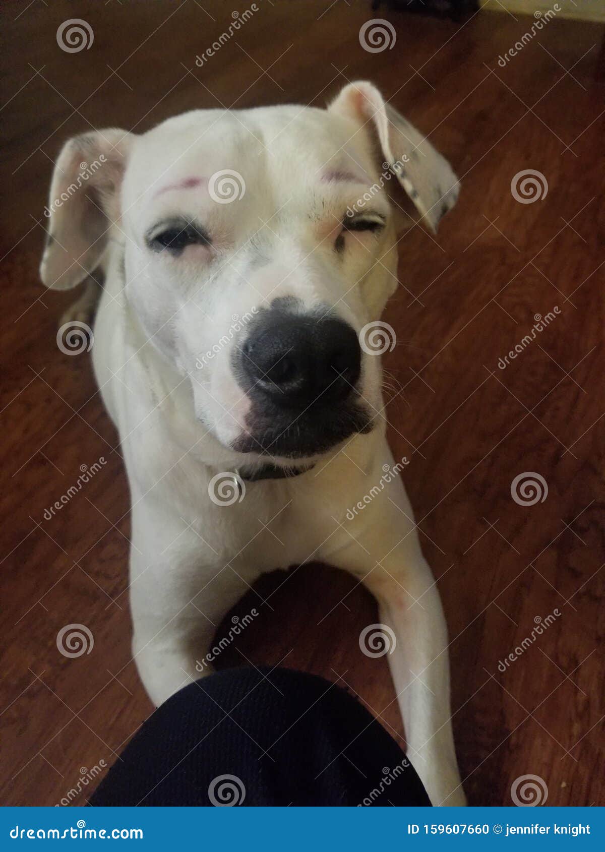 Perro con cejas foto de archivo. Imagen de cejas, sonrisa - 159607660