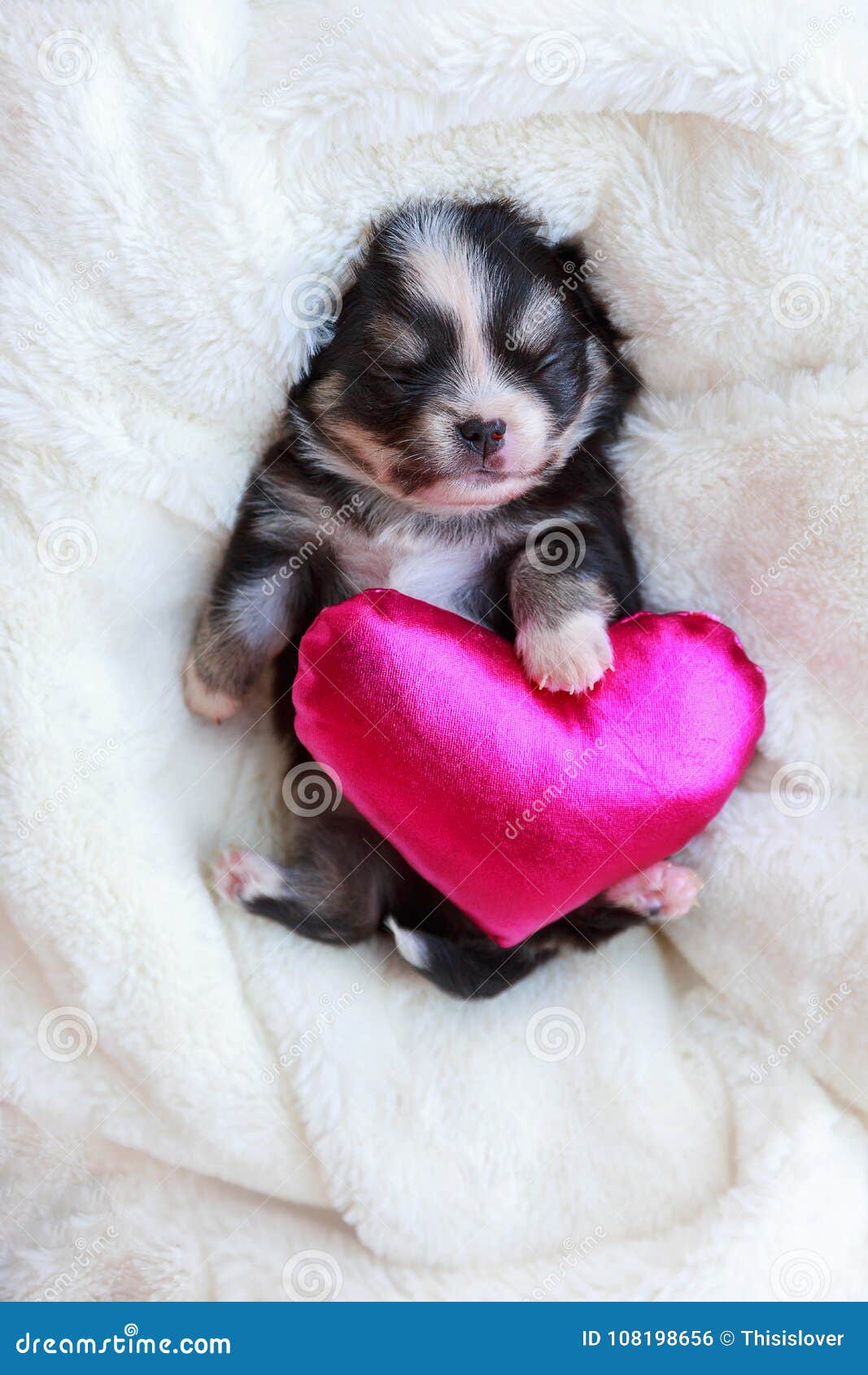 Perro con el corazón foto de archivo. Imagen de doméstico - 108198656