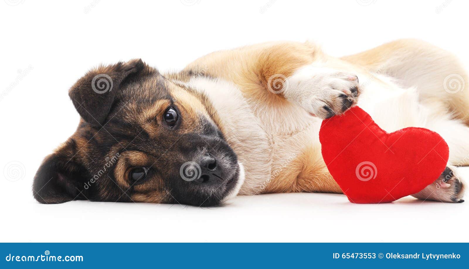 Perro con el corazón imagen de archivo. Imagen de joven - 65473553