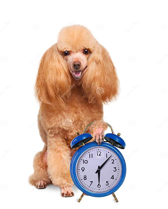 Perro con el despertador foto de archivo. Imagen de temprano - 38479216