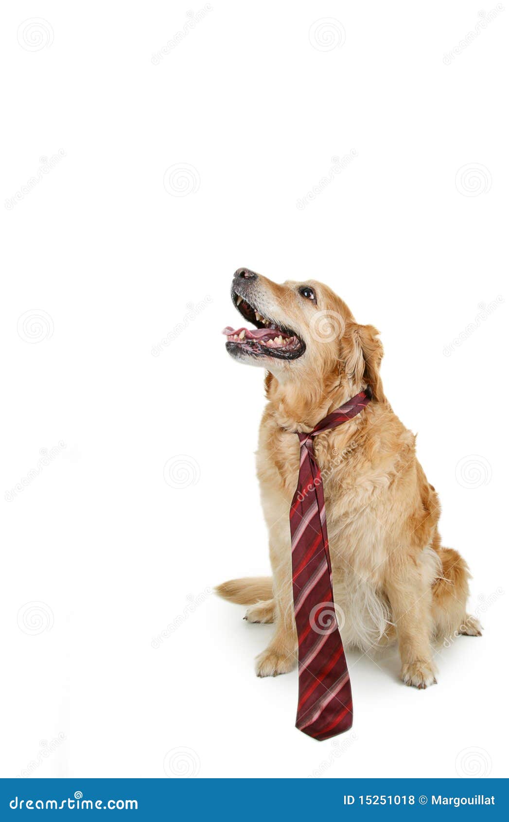 Perro con el lazo foto de archivo. Imagen de blanco, perro - 15251018