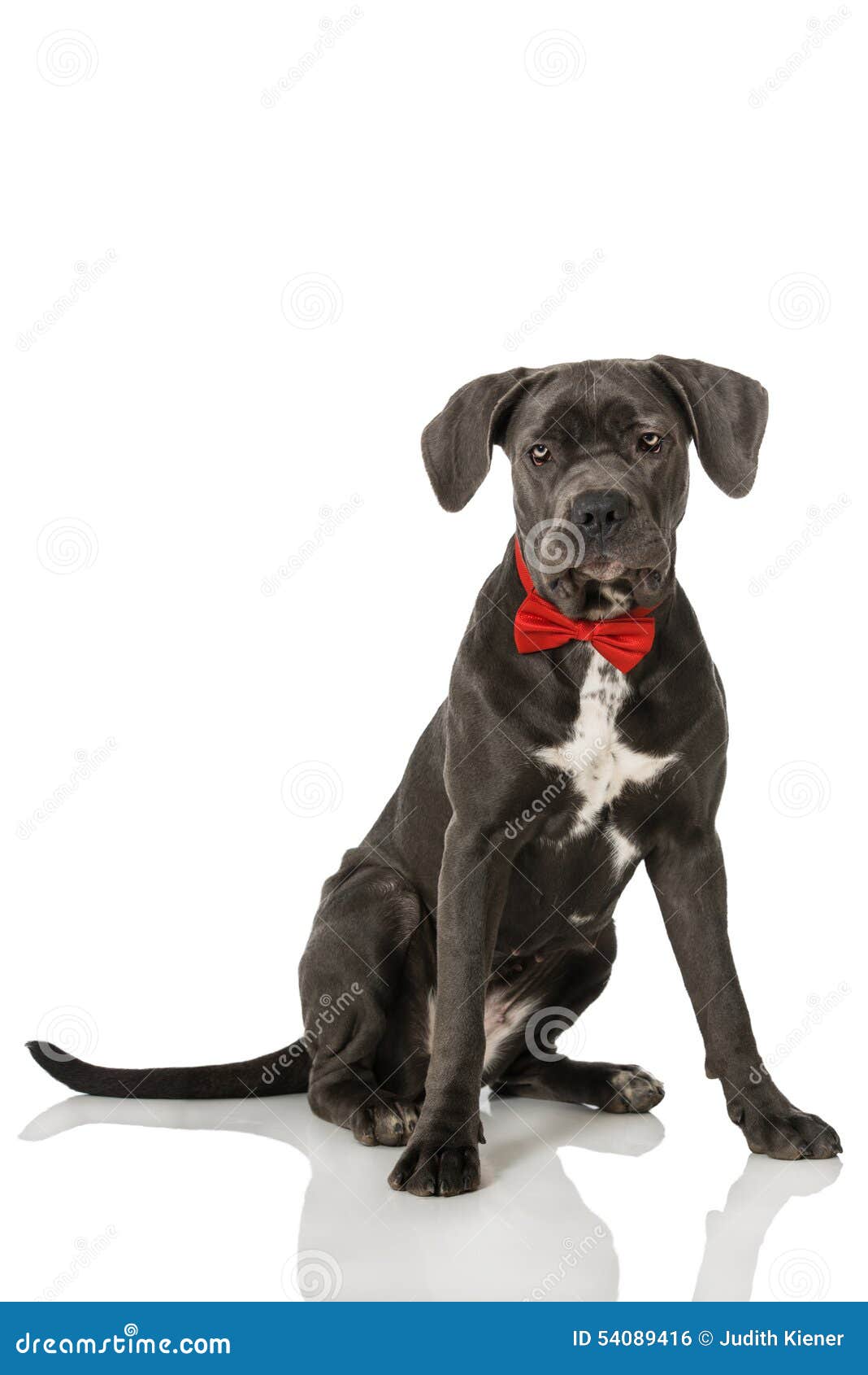 Perro con el lazo foto de archivo. Imagen de bueno, italiano - 54089416