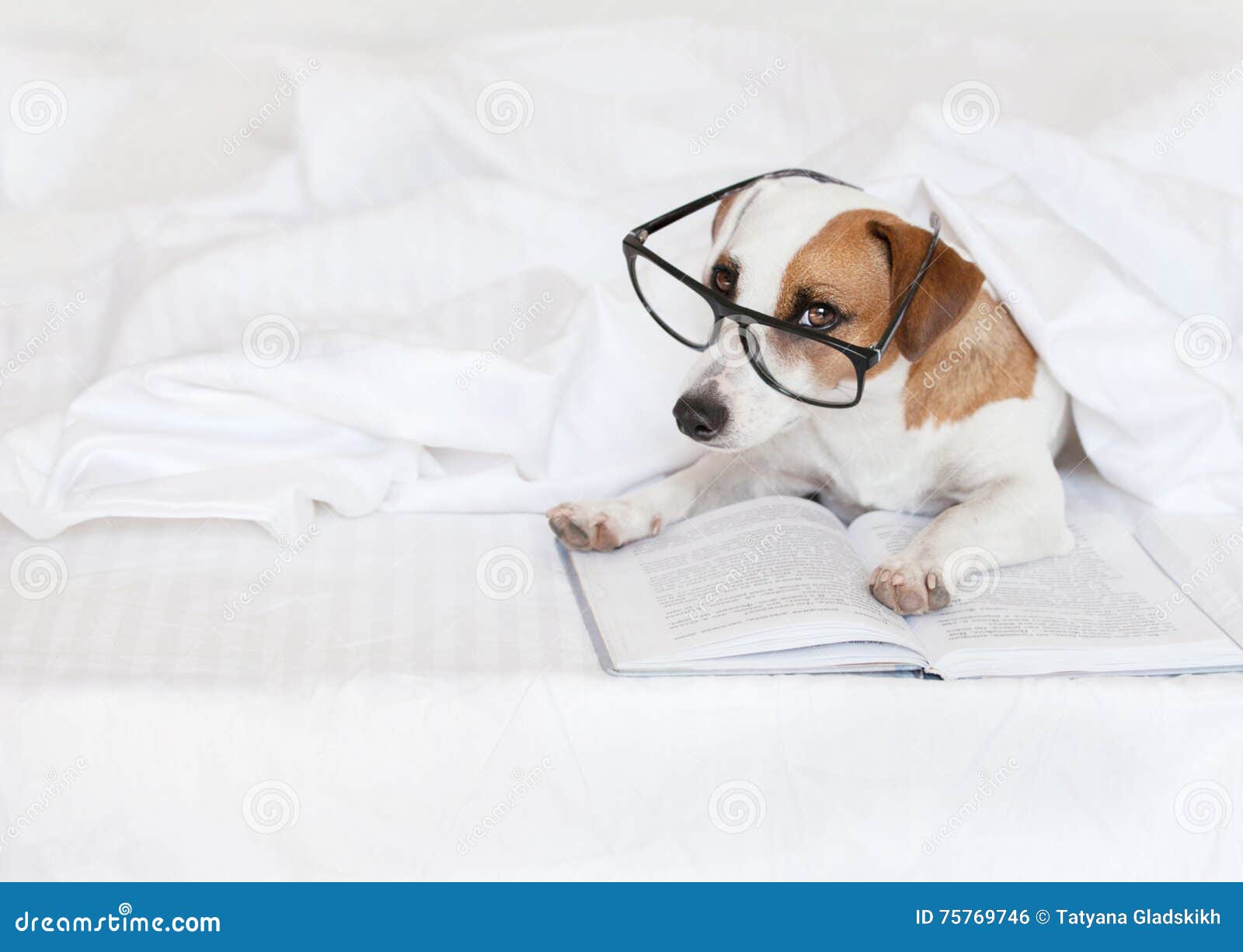 Perro con el libro foto de archivo. Imagen de dormitorio - 75769746