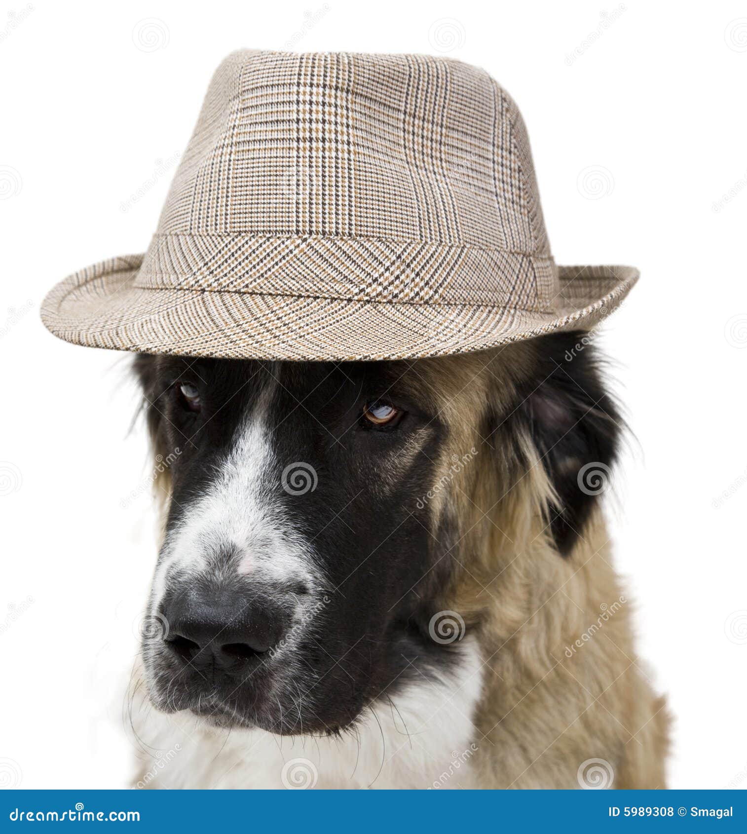 Perro con el sombrero foto de archivo. Imagen de doggy - 5989308