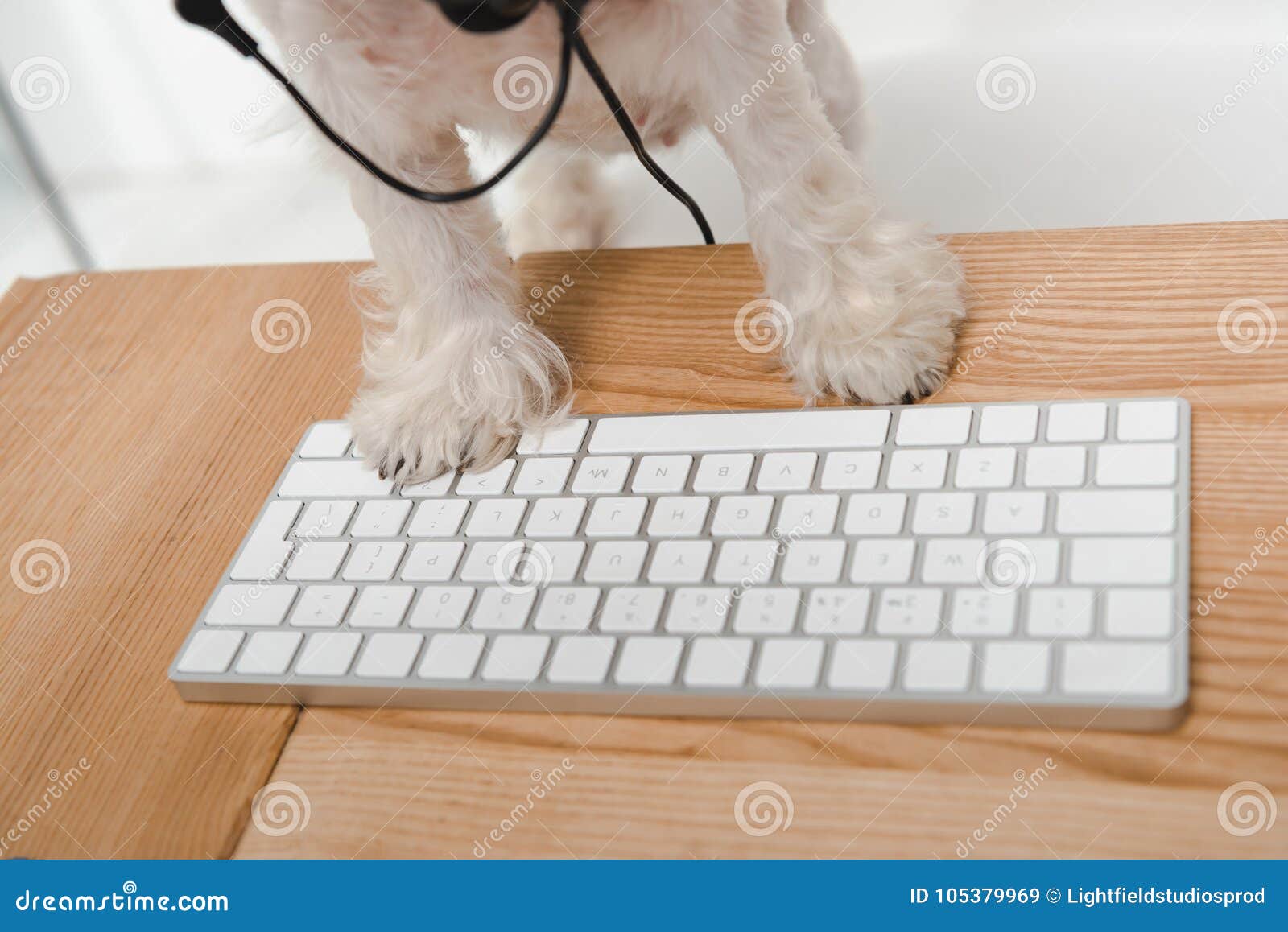 Perro con el teclado imagen de archivo. Imagen de corporativo - 105379969