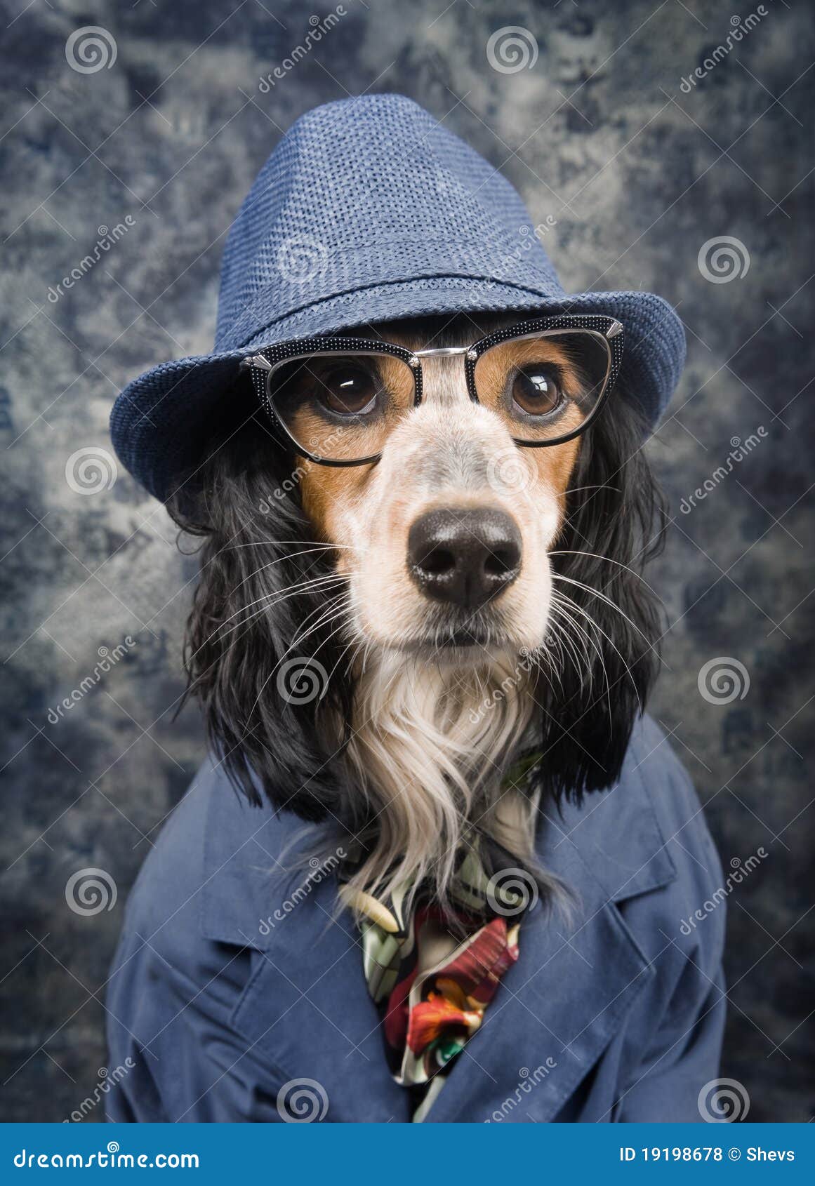 Perro con estilo foto de archivo. Imagen de frontal, hermoso - 19198678