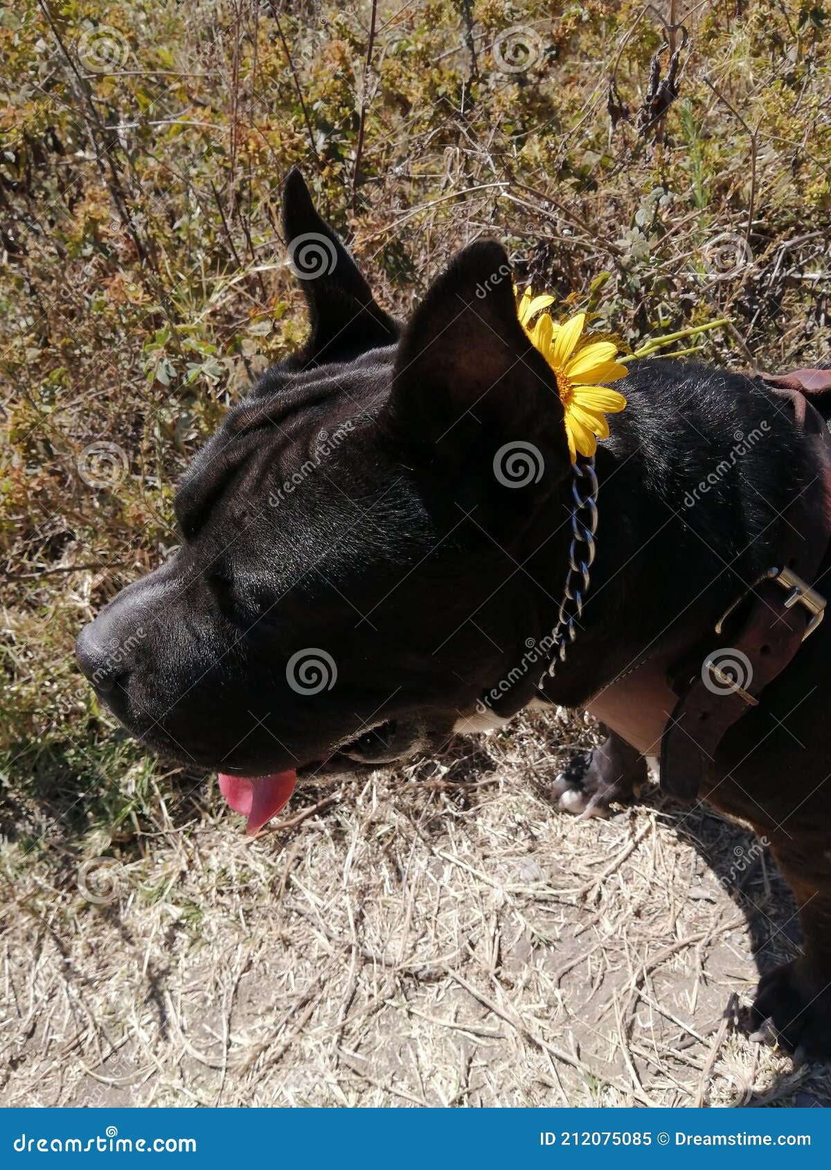 Perro con flores imagen de archivo. Imagen de pico, mascota - 212075085