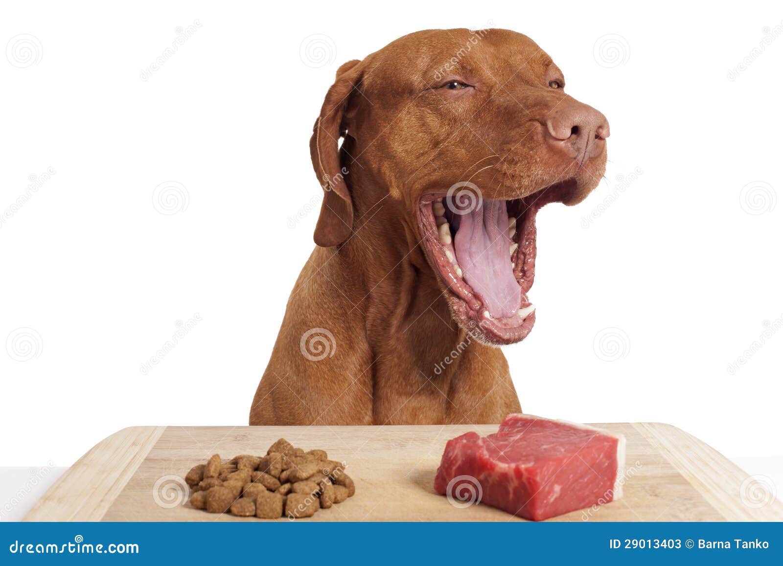 Perro Con La Boca Abierta De Par En Par Imagen de archivo - Imagen de ...