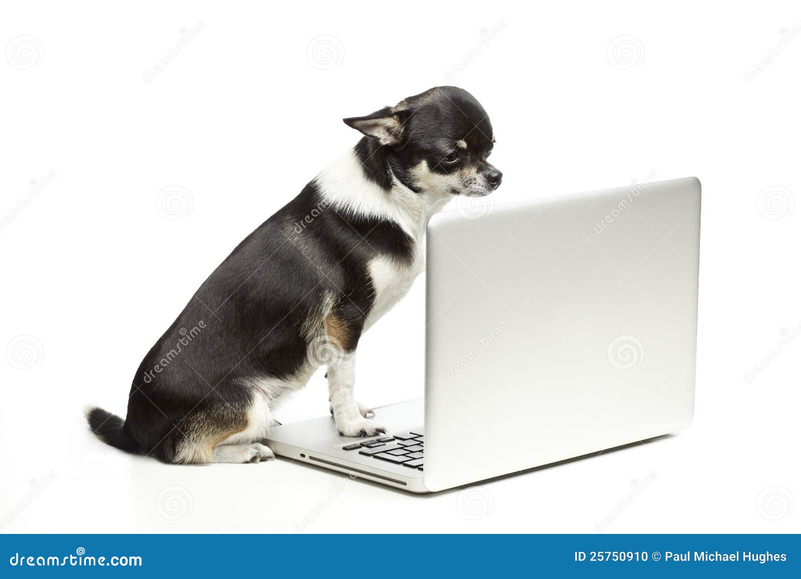Perro Con La Computadora Portátil Foto de archivo - Imagen de cuaderno ...