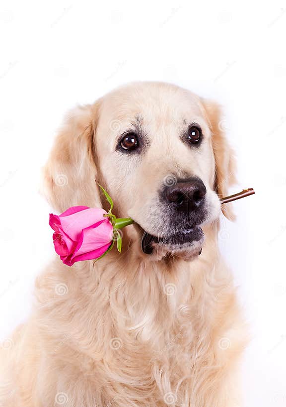 Perro con la flor foto de archivo. Imagen de divertido - 27986966